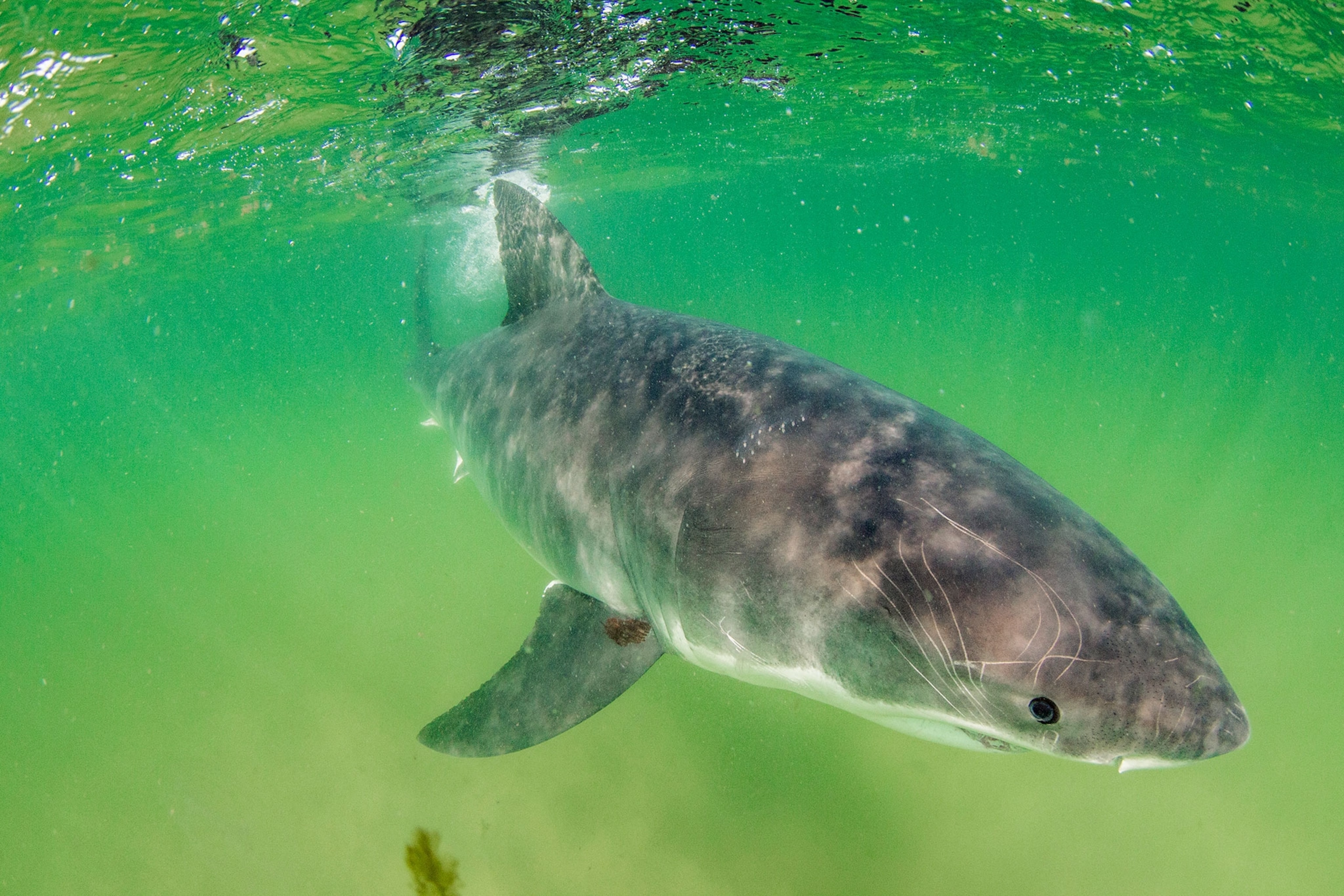 Through a Photographer's Lens, Sharks Get a Makeover
