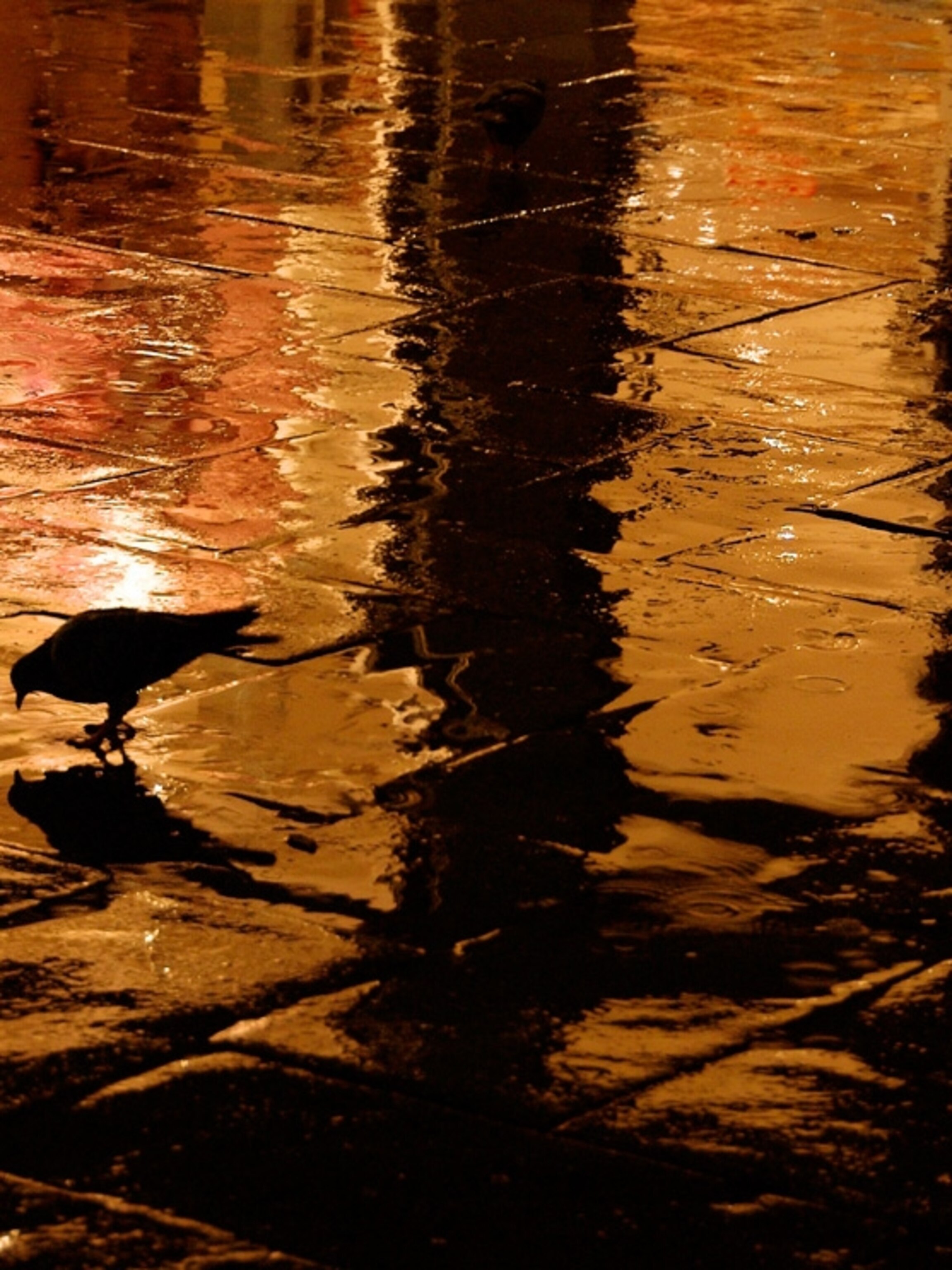 Beautiful Photography Of Rain
