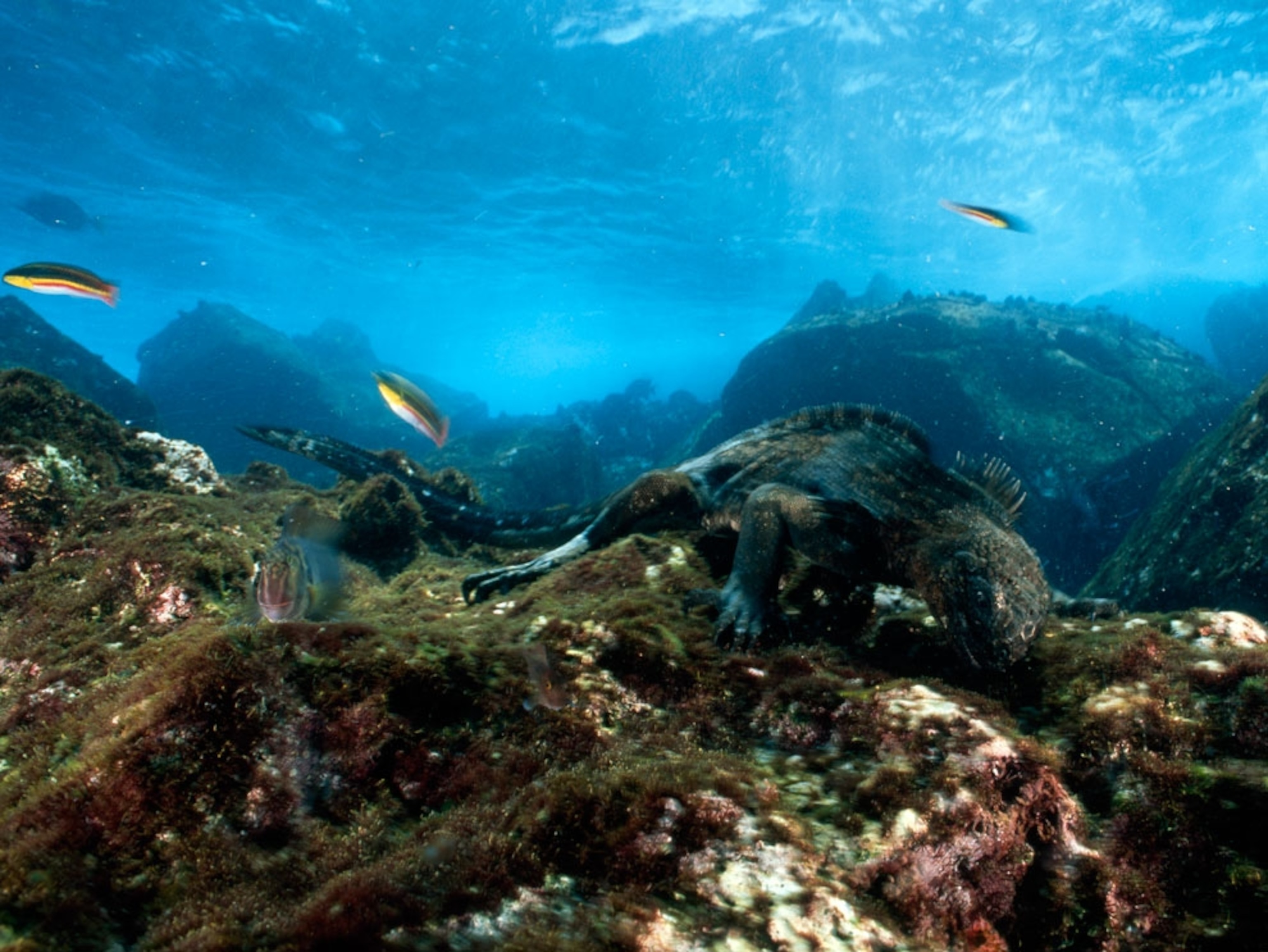 Underwater Photos, Ocean Wildlife Pictures, Wallpapers - National ...