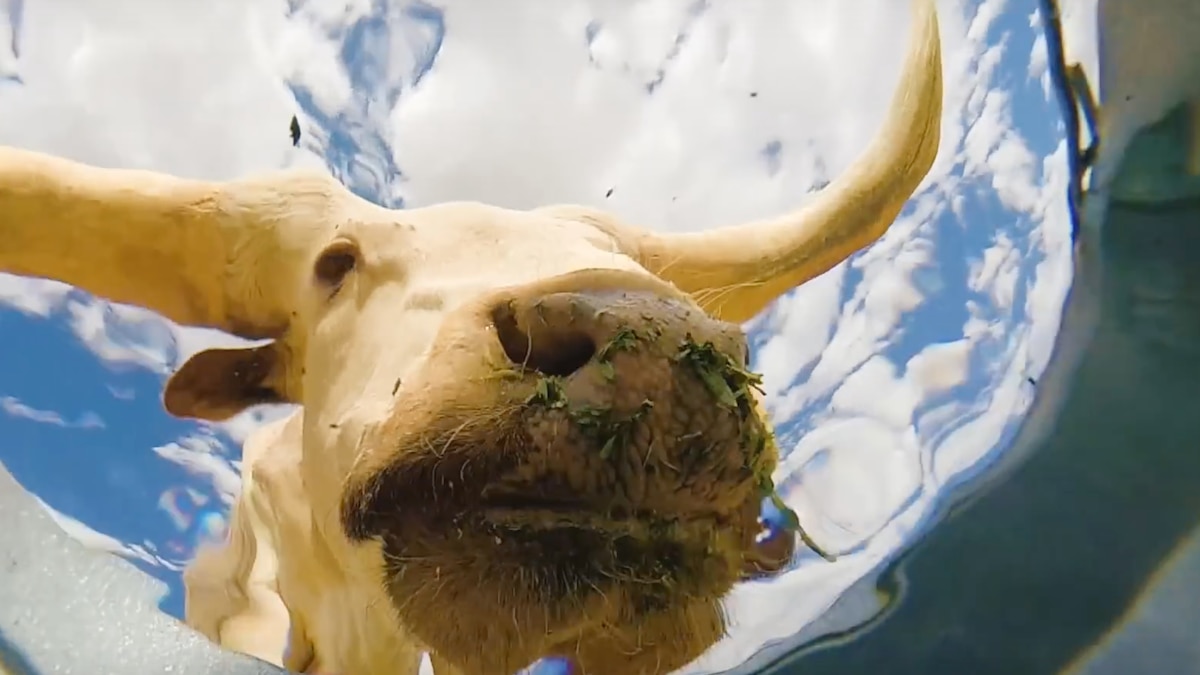 GoPro in a Bucket Gives Charming Glimpse Into Drinking Animals ...