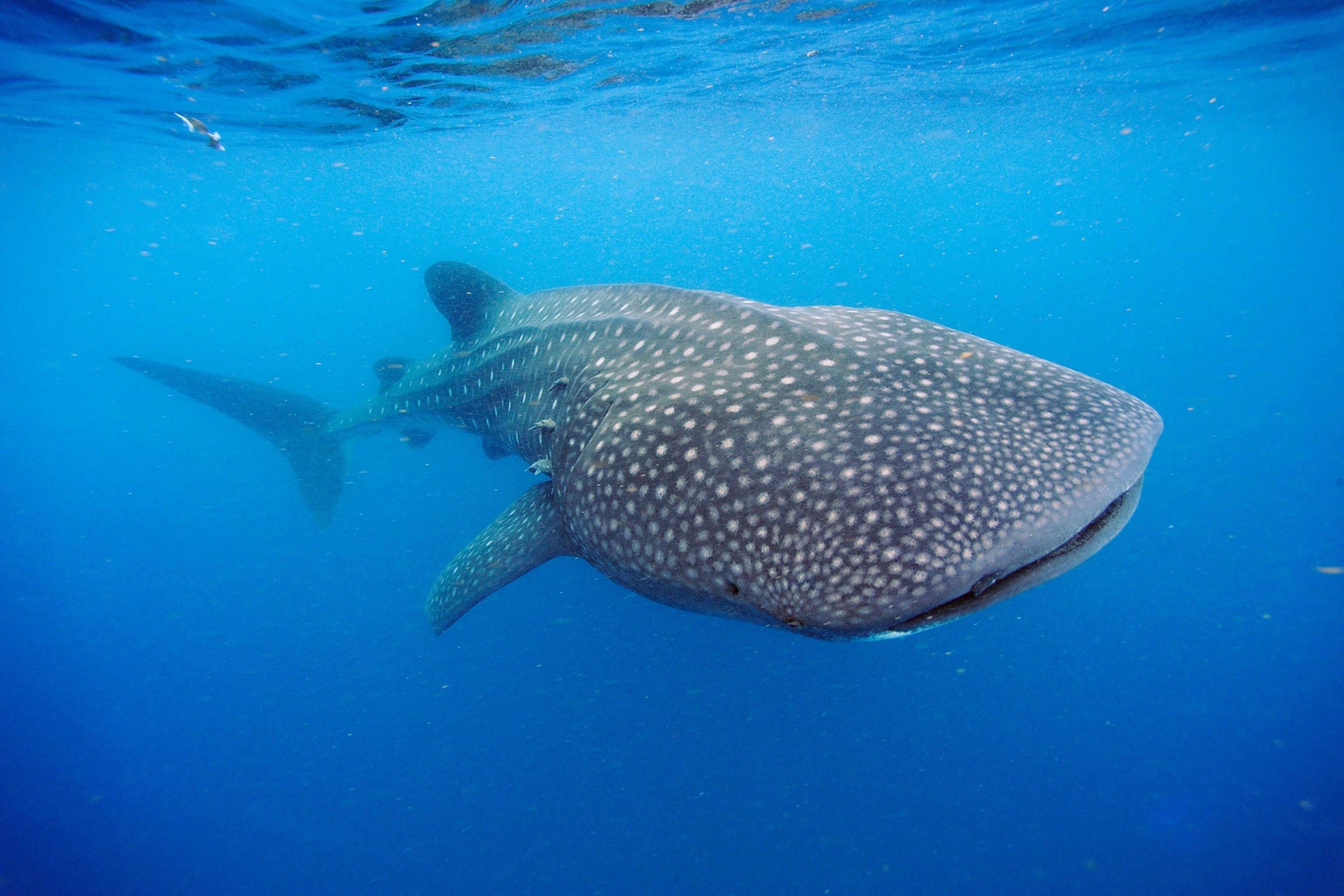 Whale sharks may live up to a century, Cold War bomb dating reveals