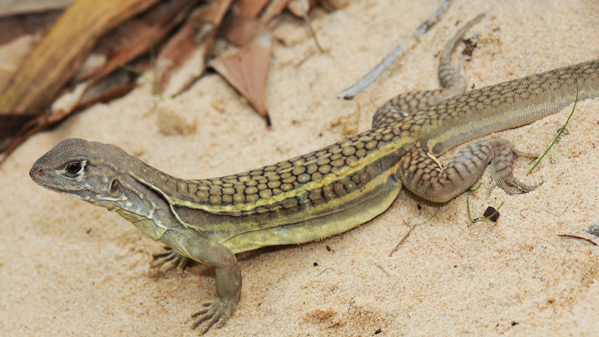 New Self-Cloning Lizard Found in Vietnam Restaurant | National Geographic