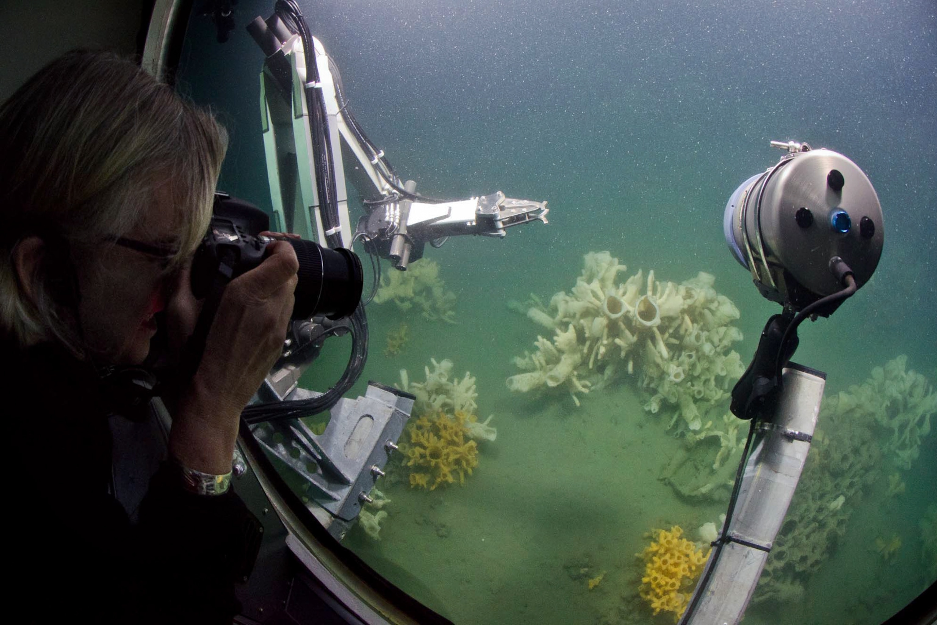 First-Ever Submarine Dive on Vancouver's "Living Fossils": Glass Sponge ...