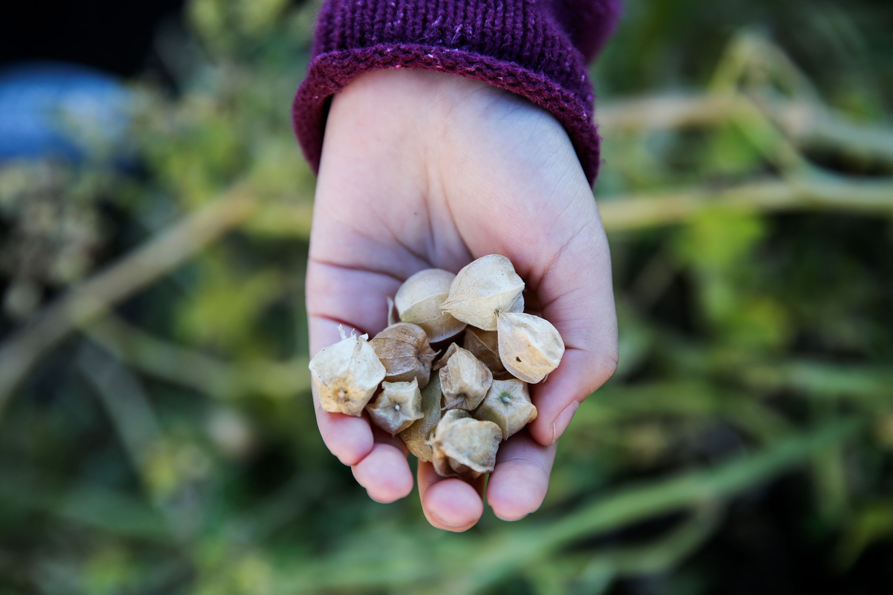 A Farm, Tended by Tweens, Grows on a Brooklyn Rooftop | National Geographic