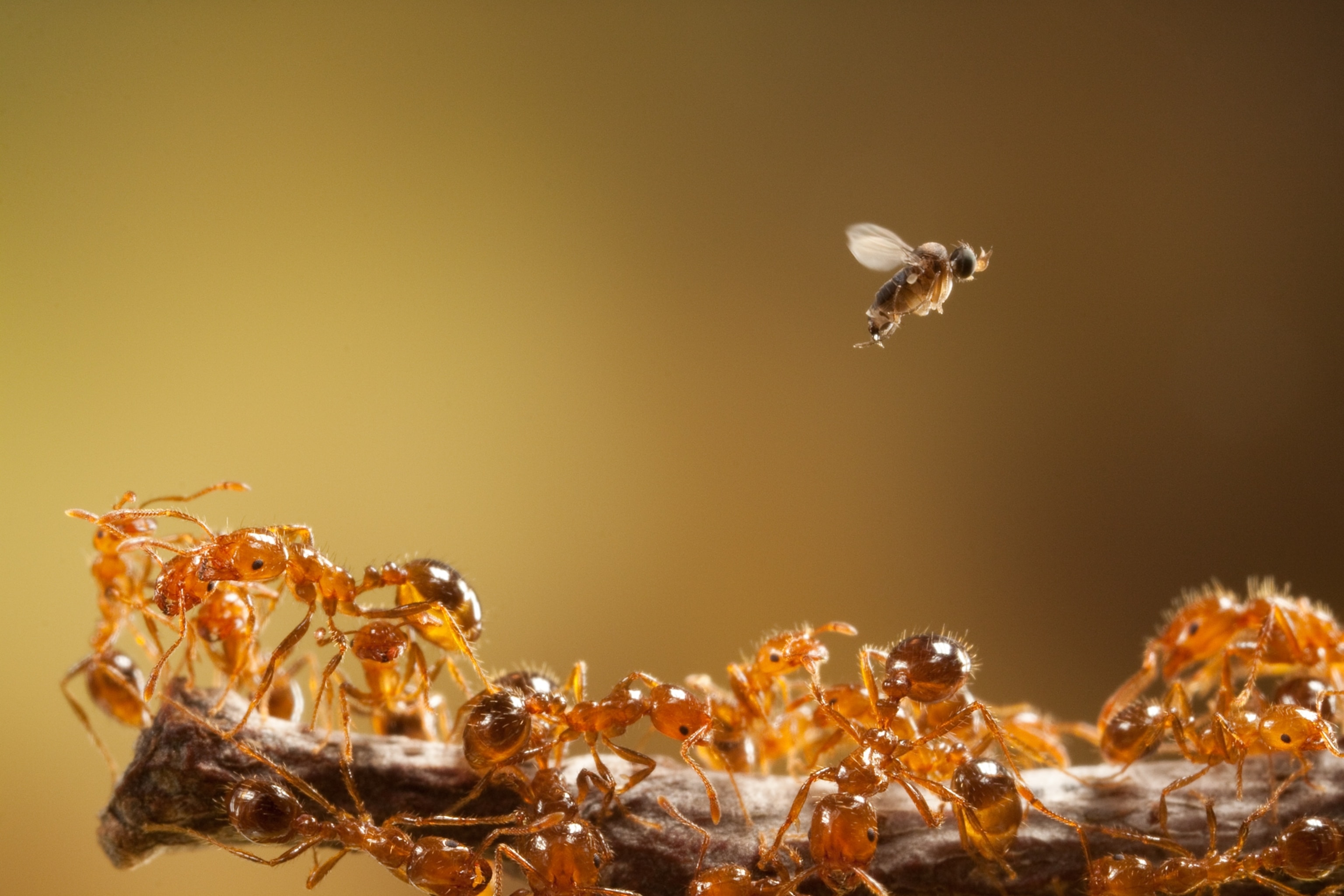 Heads Will Roll: 5 of Nature's Most Brutal Bug Decapitators