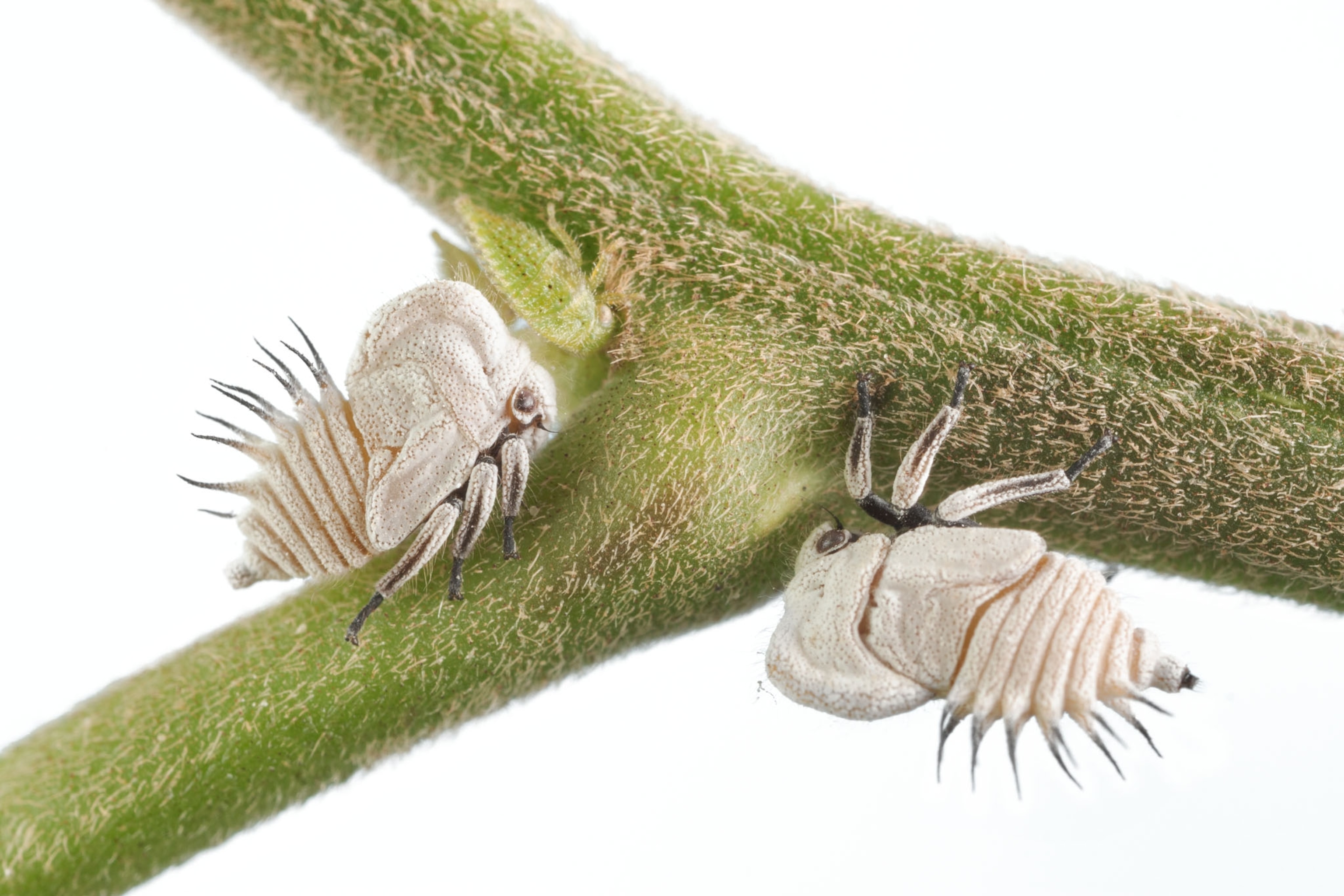 Treehoppers: pictures of the rainforest's mini-marvels