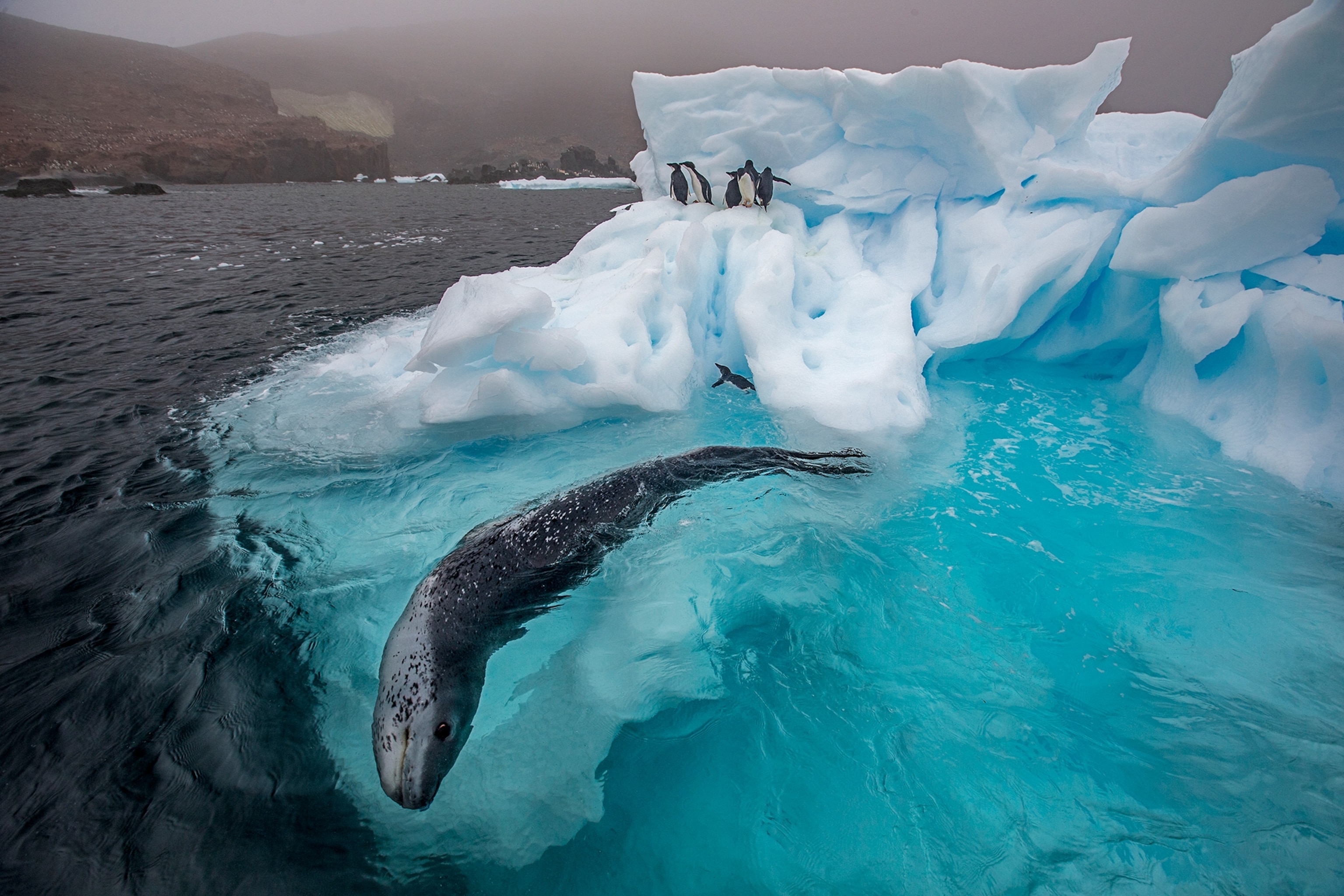 These animals live in the coldest places on Earth