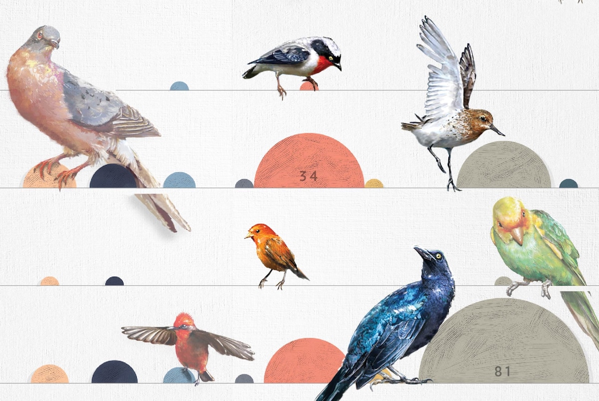 See the Birds We've Lost to Extinction—and Those on the Brink ...