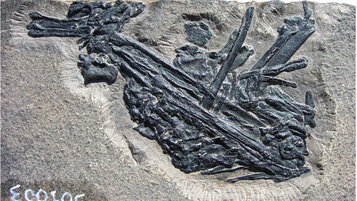 Paleontologists Find a Surprise in Ancient Vomit | National Geographic