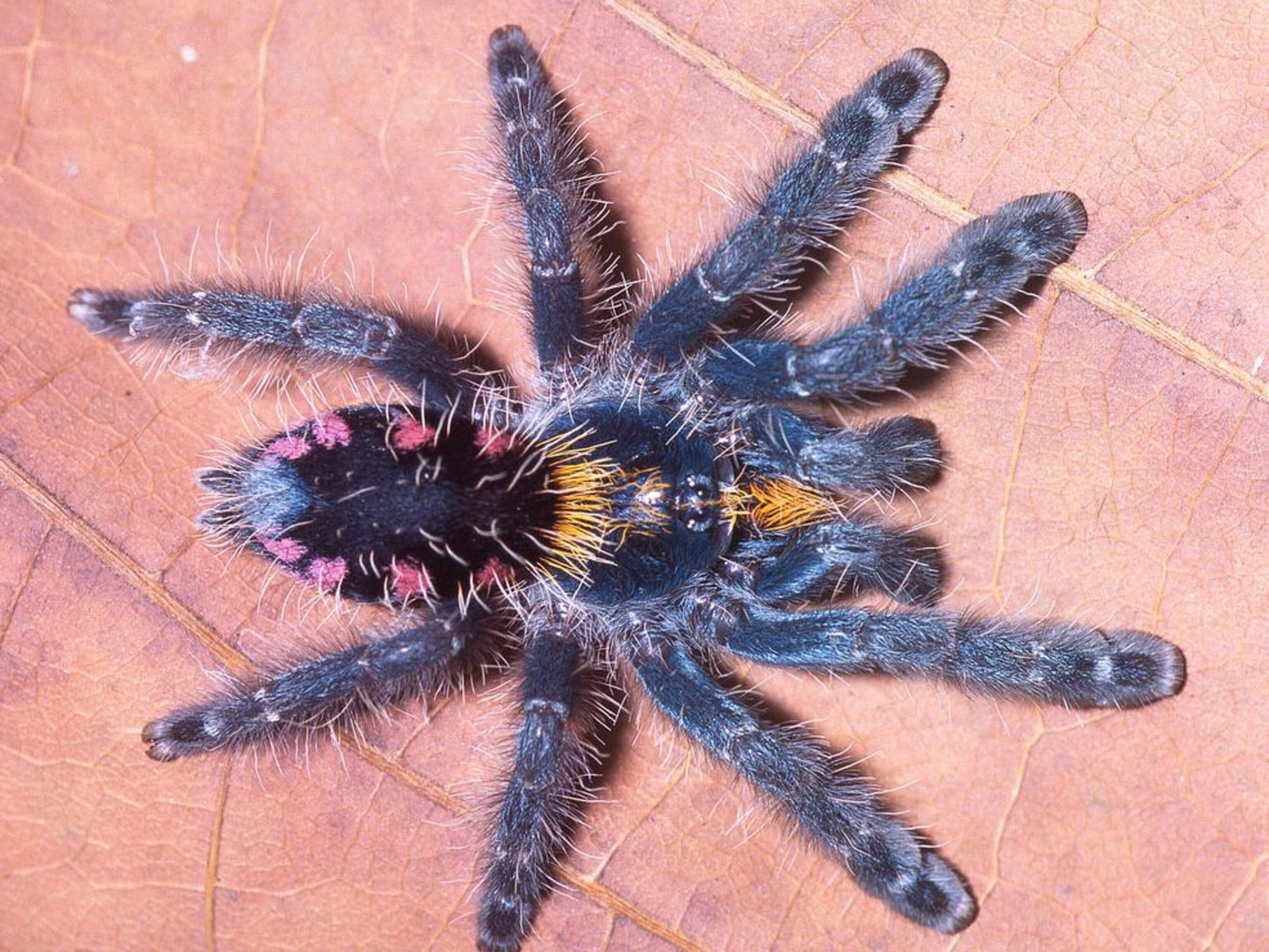 Opinion: Discover Earth's Species—Before It's Too Late