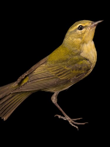Orange-Crowned Warbler | National Geographic