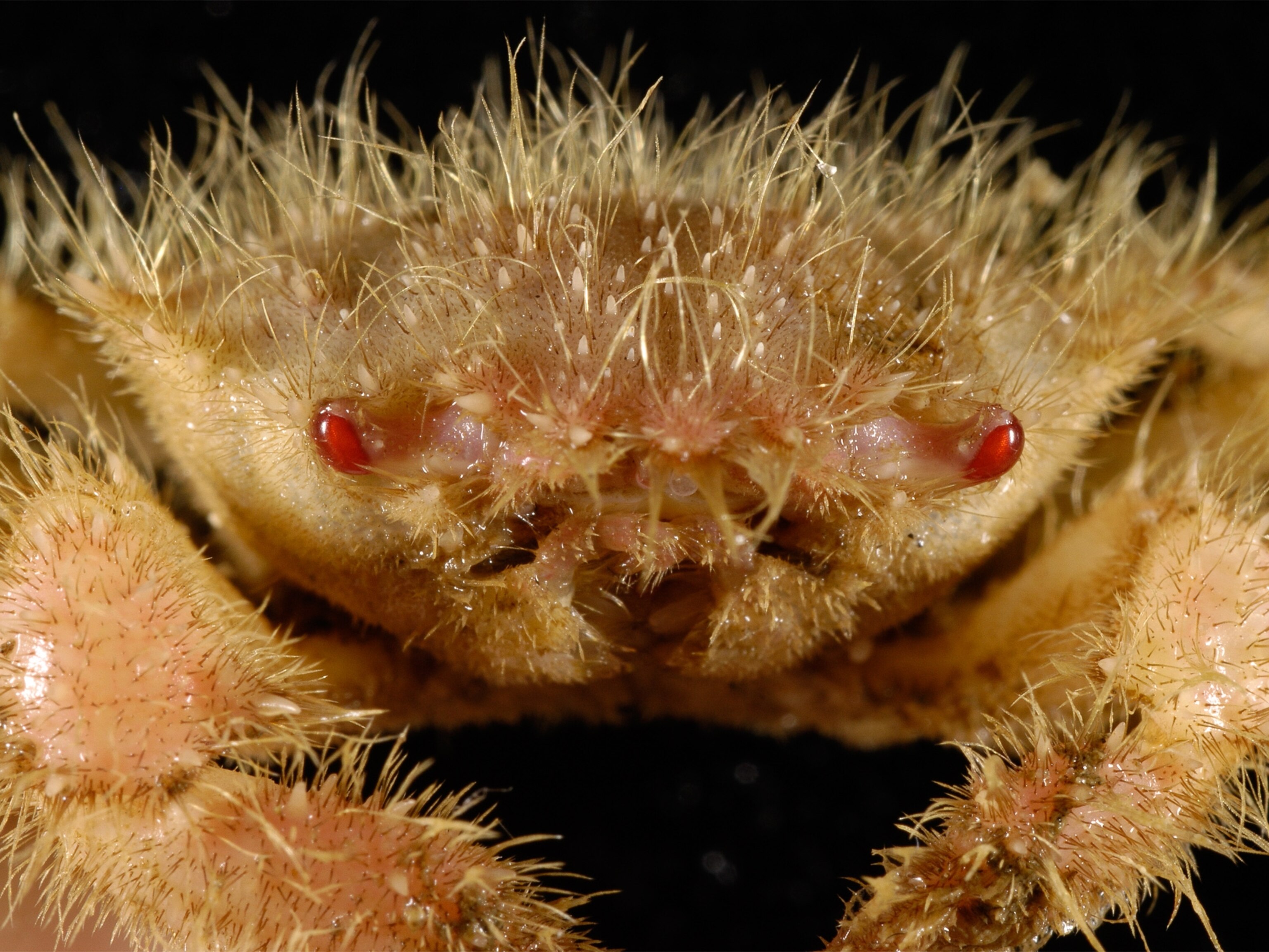 New Animals Discovered In Volcano