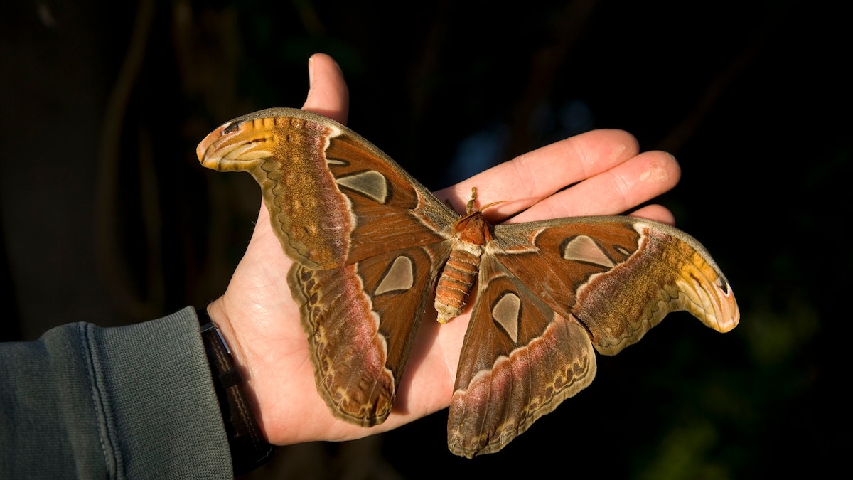 What Was the Biggest Insect That Ever Lived? | National Geographic