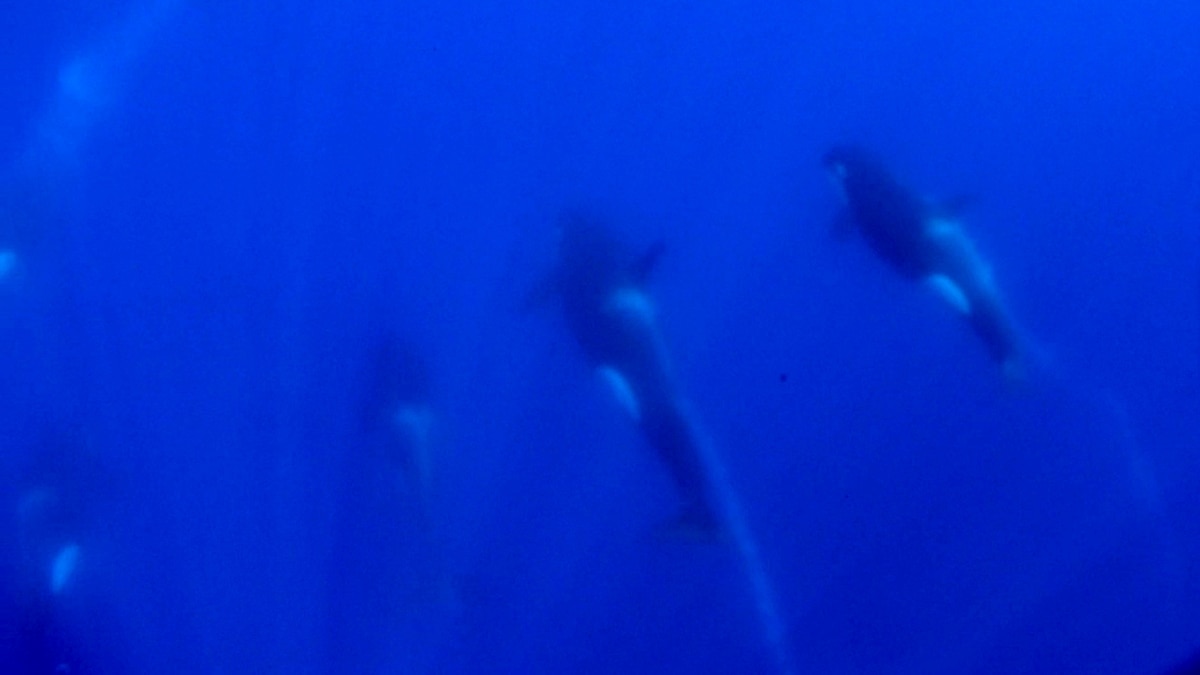 Exclusive: Rarely Seen Type D Orcas Filmed Underwater For the First ...