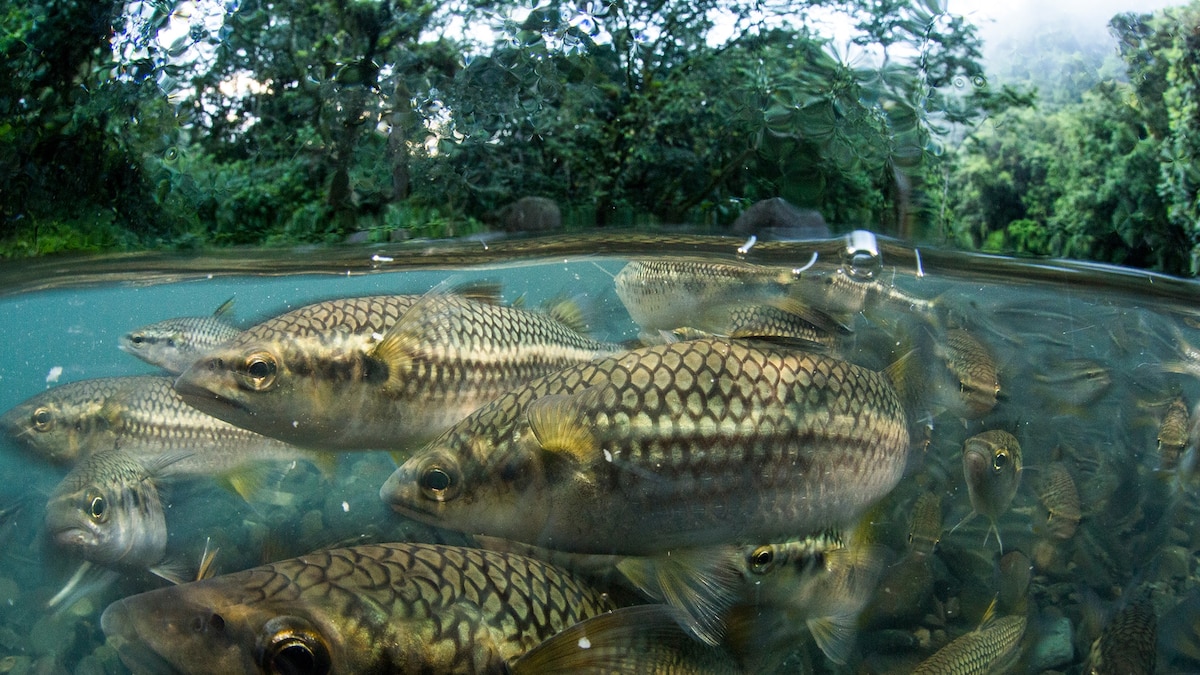 Beautiful underwater photos of freshwater animals | National Geographic