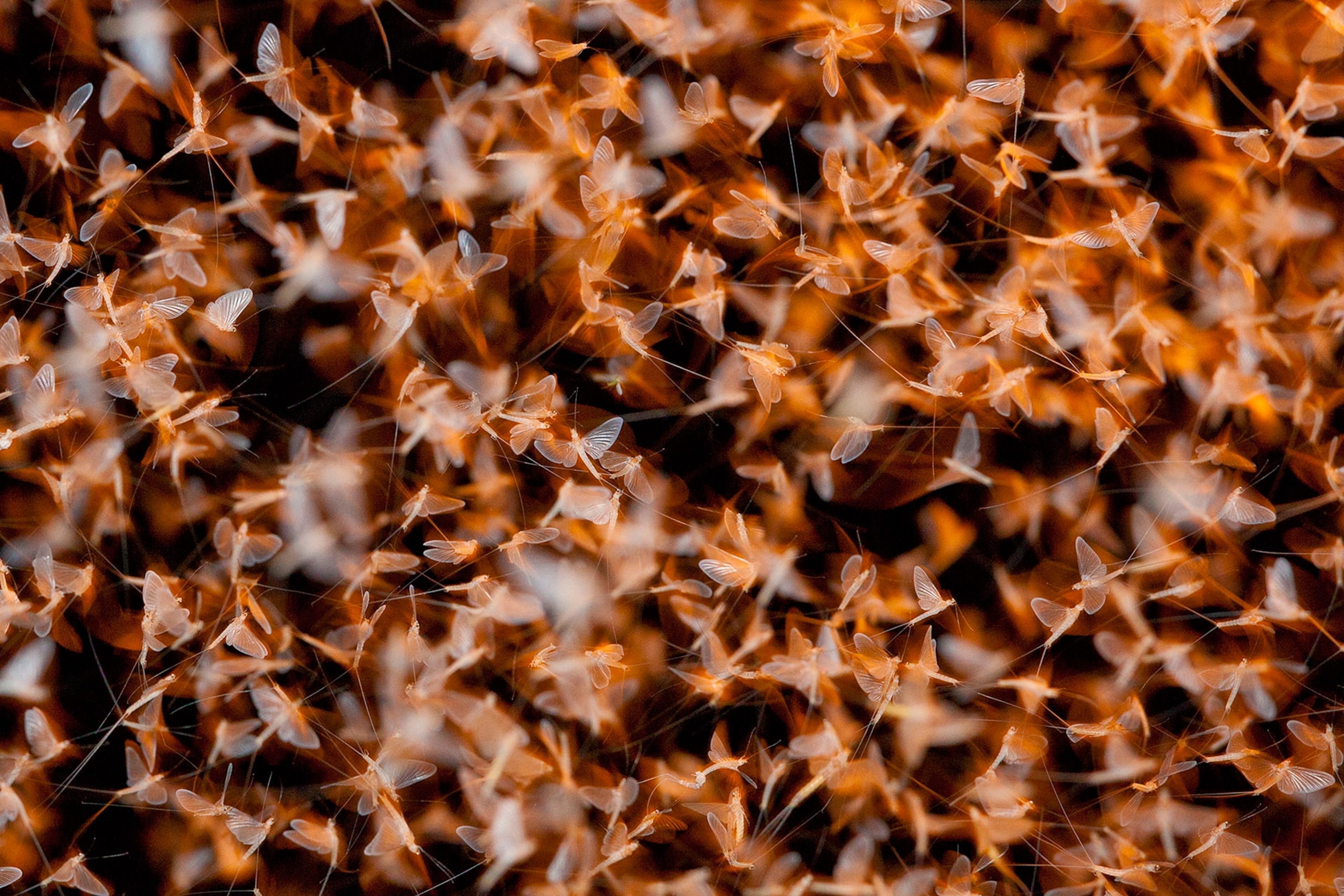 See Swarms of Bugs Descend Like a Summer Snowstorm | National Geographic