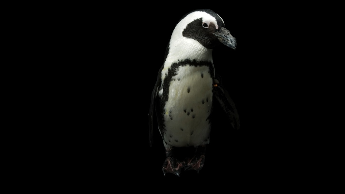 Penguin Fights Homewrecker in Bloody Battle | National Geographic