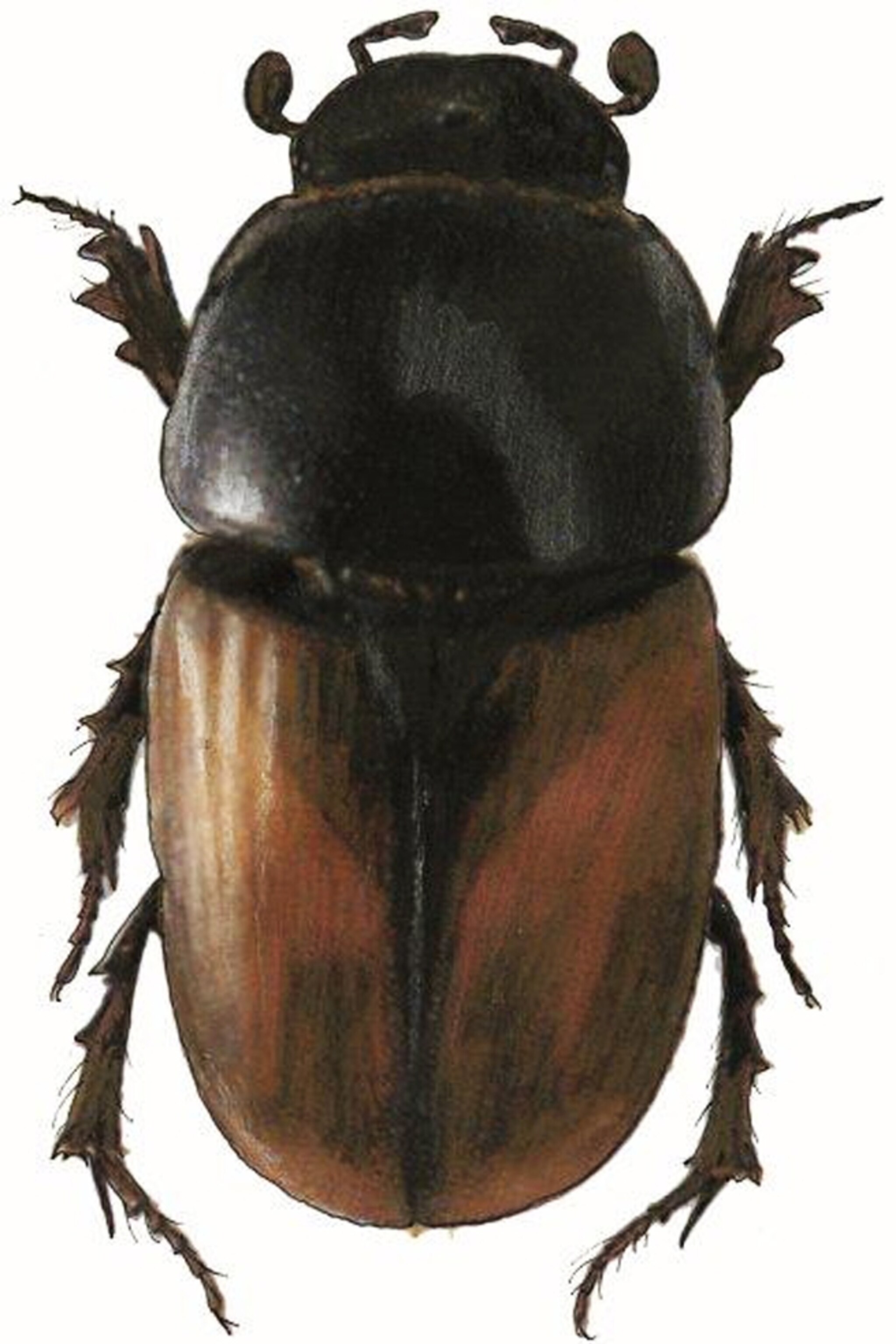 Can Dung Beetles Battle Global Warming?