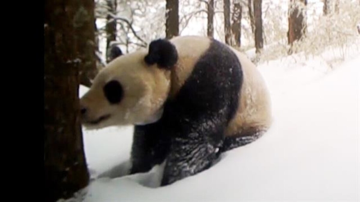 New Video Shows Returning Pandas to the Wild Actually Works | National ...