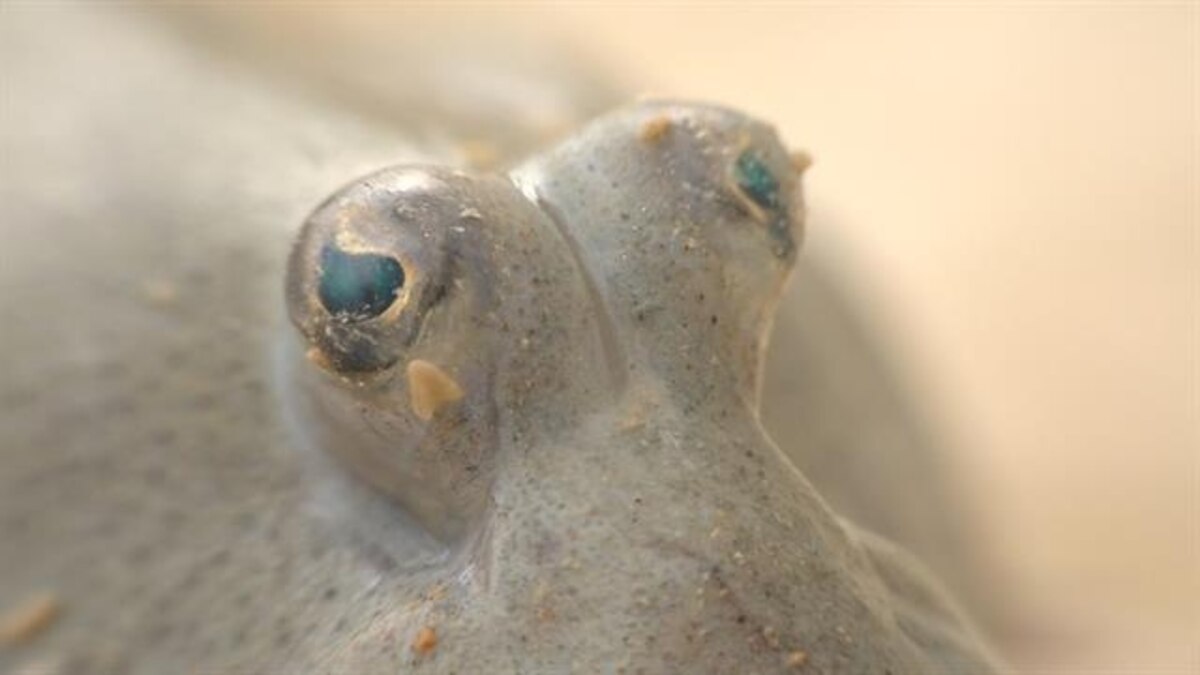 In a Harsh Desert, a Watery Forest Survives | National Geographic
