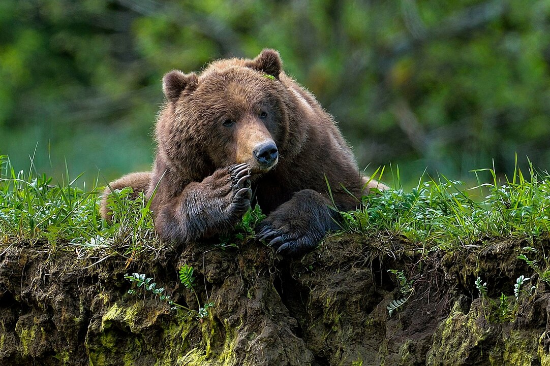 National Geographic Bear New England Brown Bear (SciiFii) | Novum