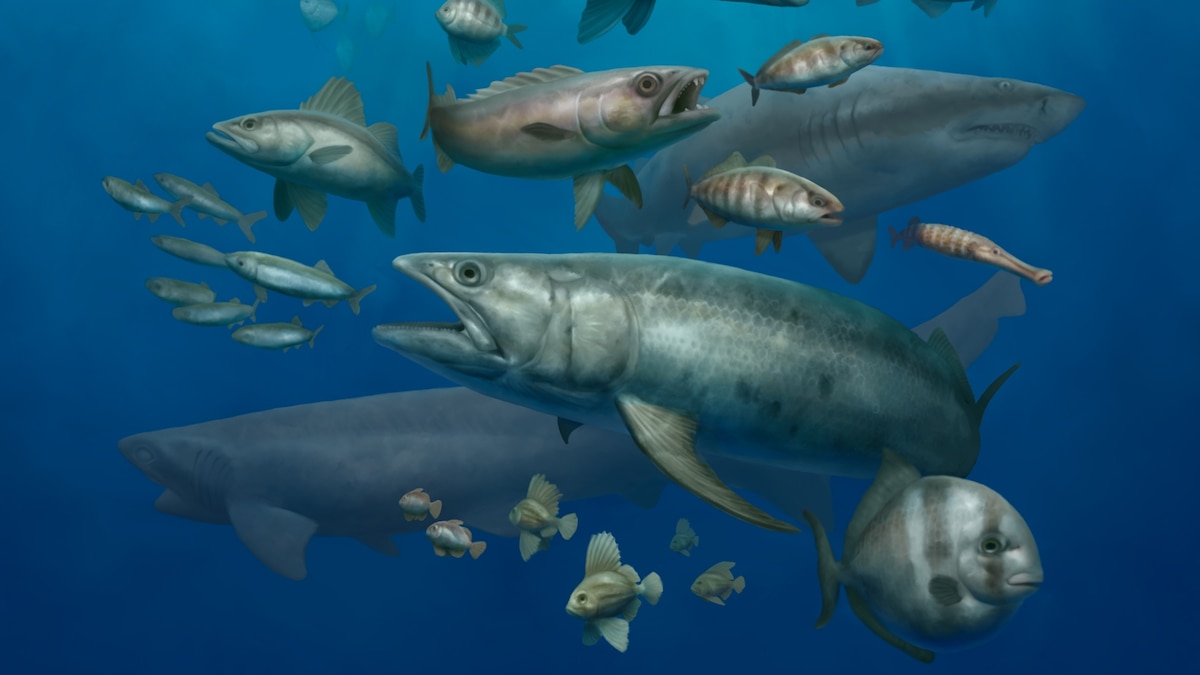 Scientists unearth a ‘petrified aquarium’ of 62-million-year-old fish ...