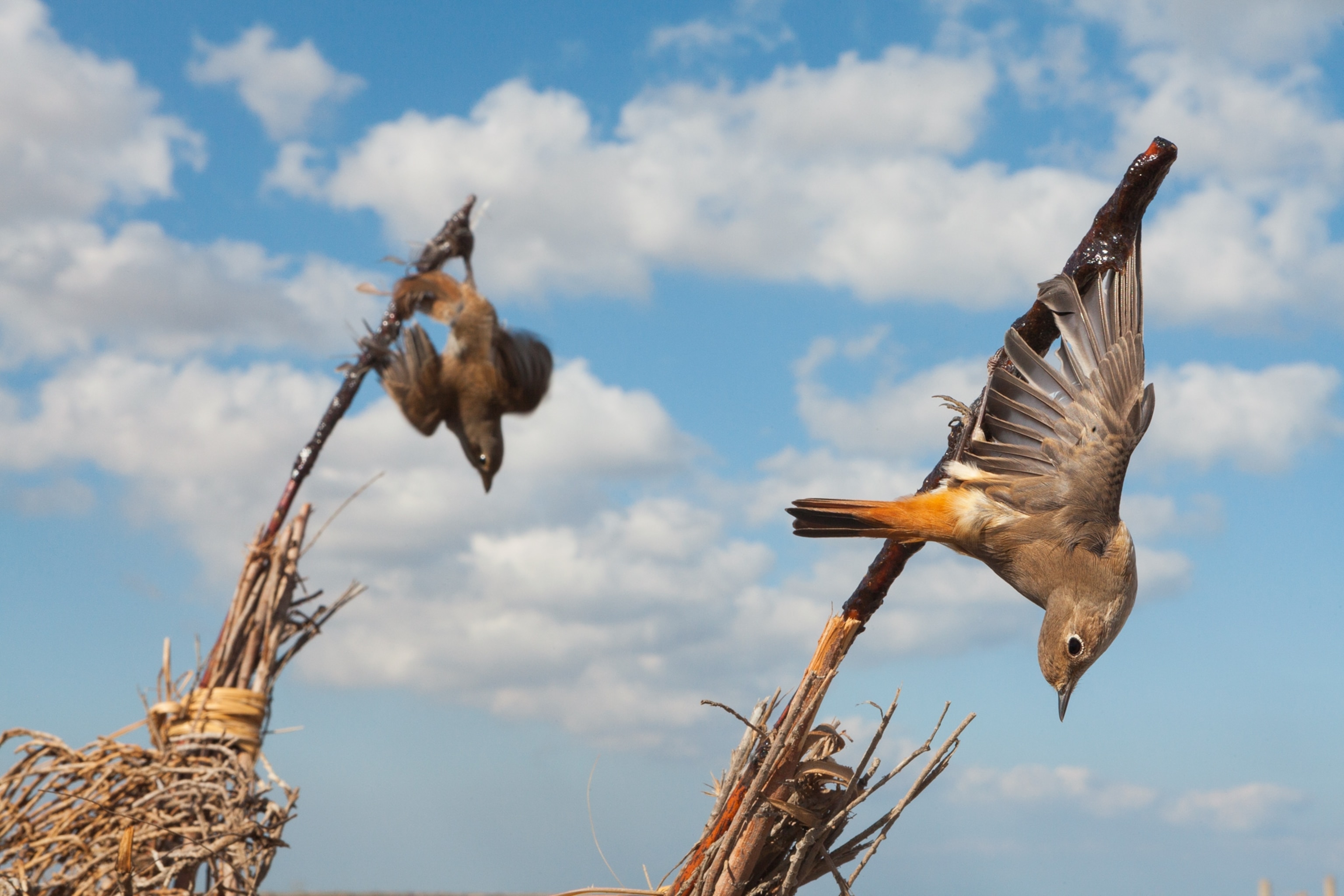 What Can You Do to Help Stop the Songbird Slaughter? | National Geographic