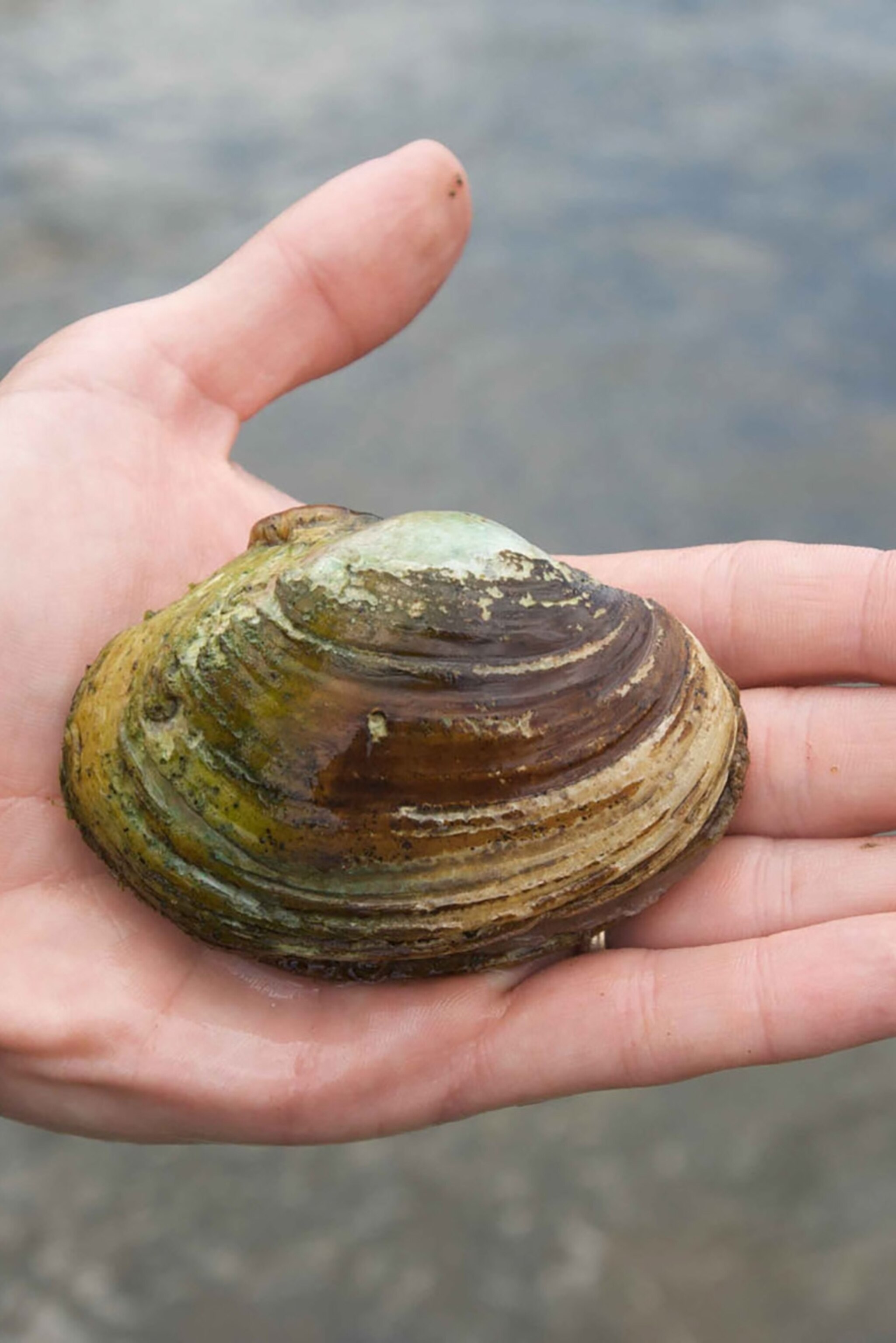 Inside Freshwater Mussels