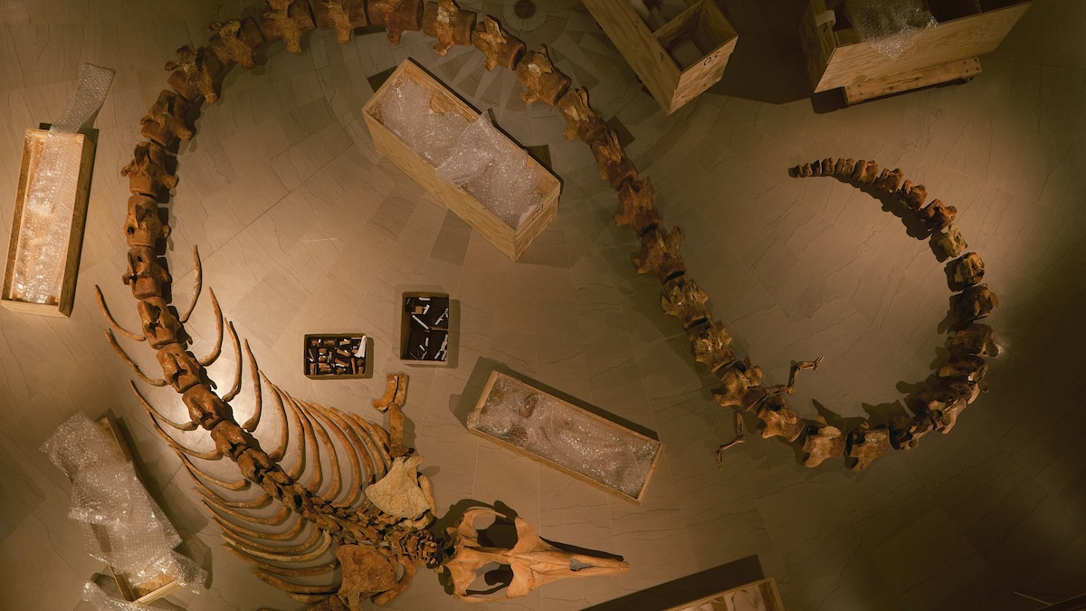 Paleogene Period and Cenozoic Era Information | National Geographic | National Geographic