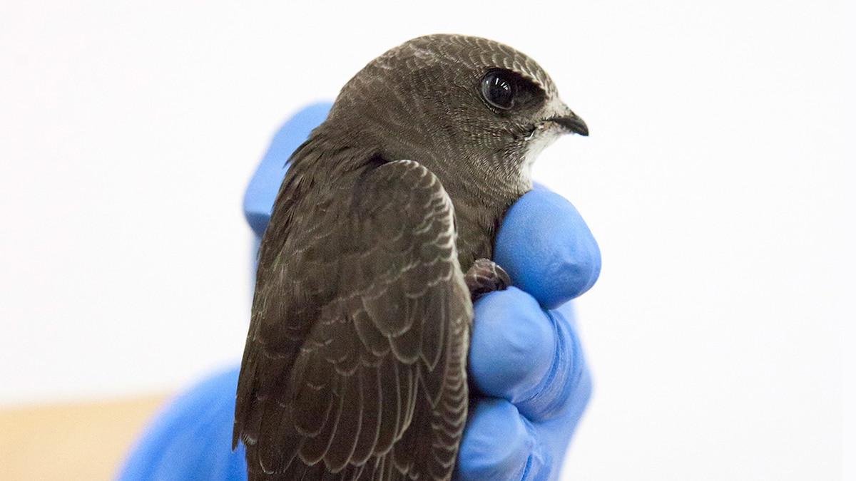 Human Hands Hold the Fate of These Fragile Birds | National Geographic