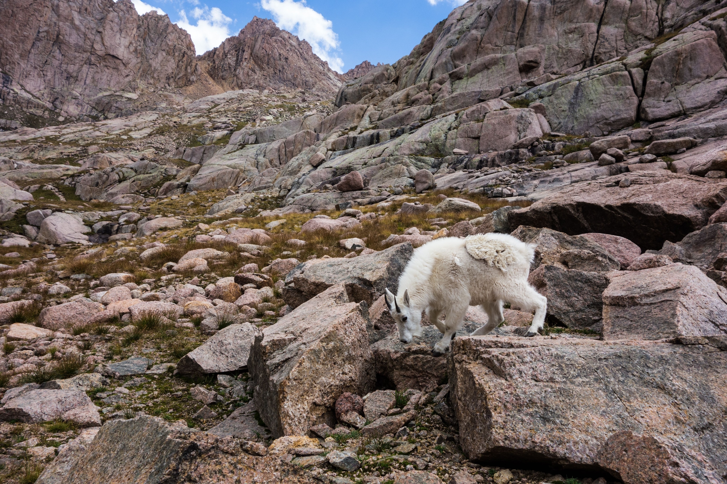 These Mountain Goats Fly Through the Air—For Science