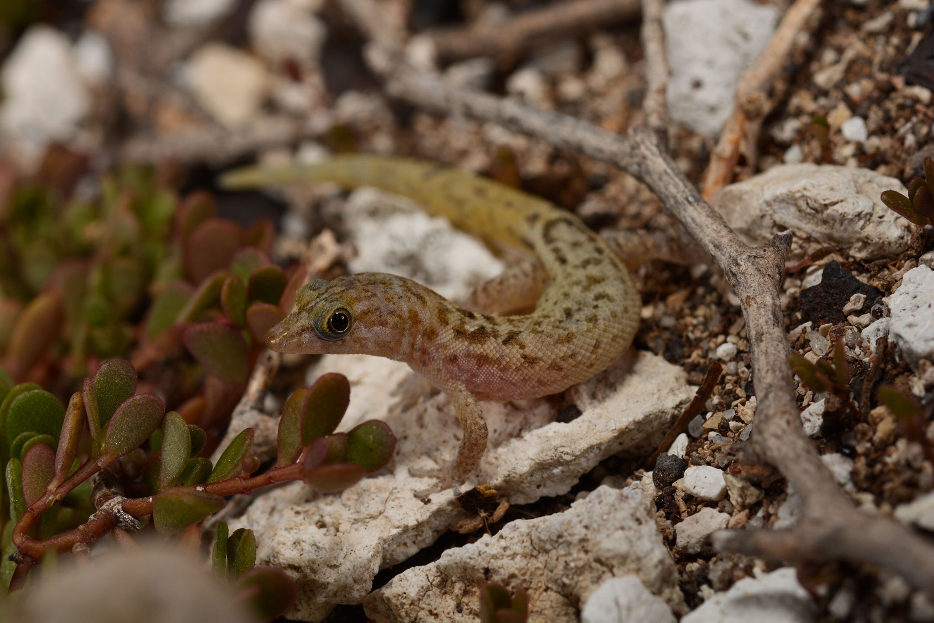 These 3 animals are no longer endangered in the U.S.