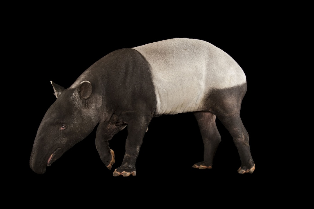 Tapir Papo Tapir #50112 New In 2023 Black And White Hide
