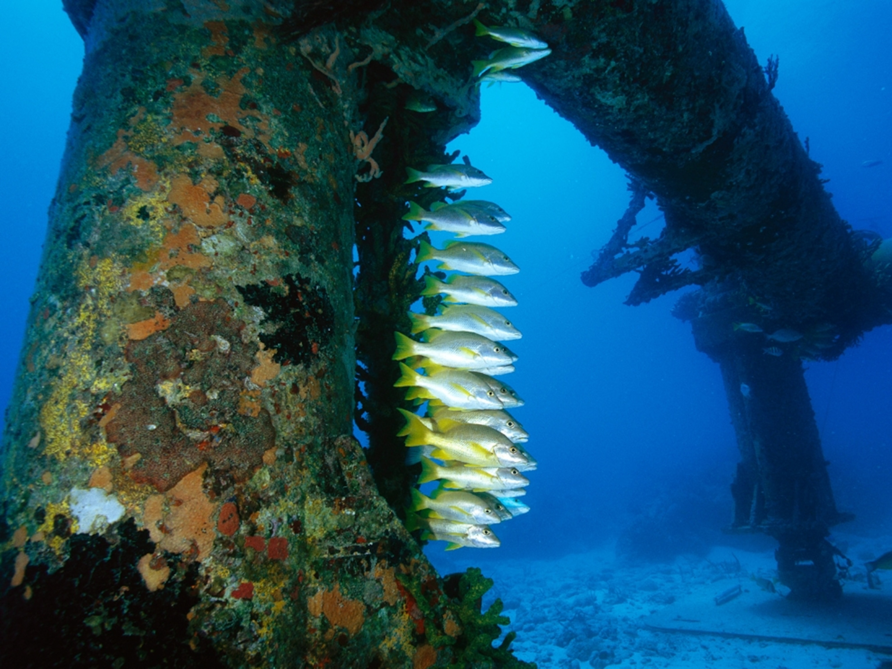 Underwater Landscape Photos, Underwater Wallpapers, Download, Photos ...