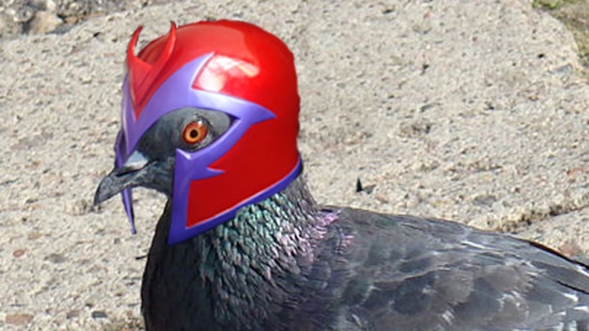 Neurons in a pigeon’s brain respond to magnetic fields | National ...