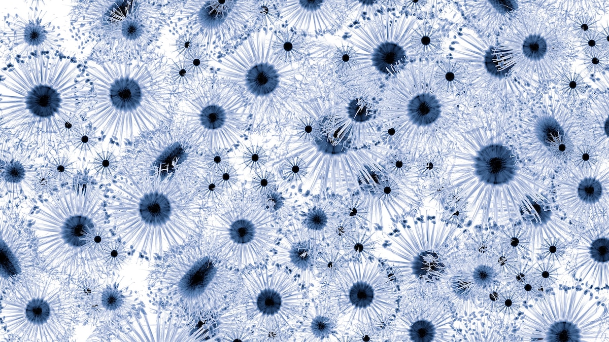 These pictures of seed bank samples turn biology into art | National ...
