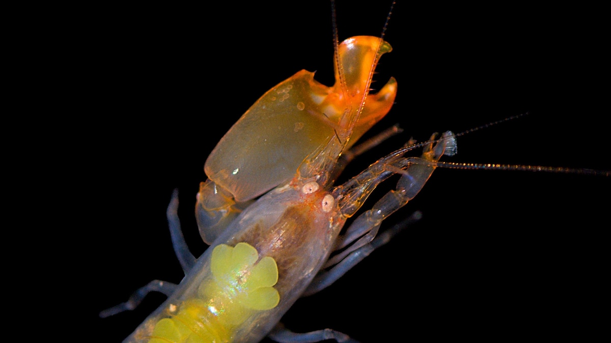 These Neon Shrimp Are the Bees of the Sea—Here's Why | National Geographic