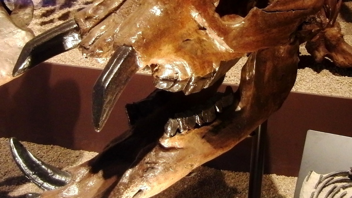 Paleo Profile: The Vereda Hilarco Beast | National Geographic