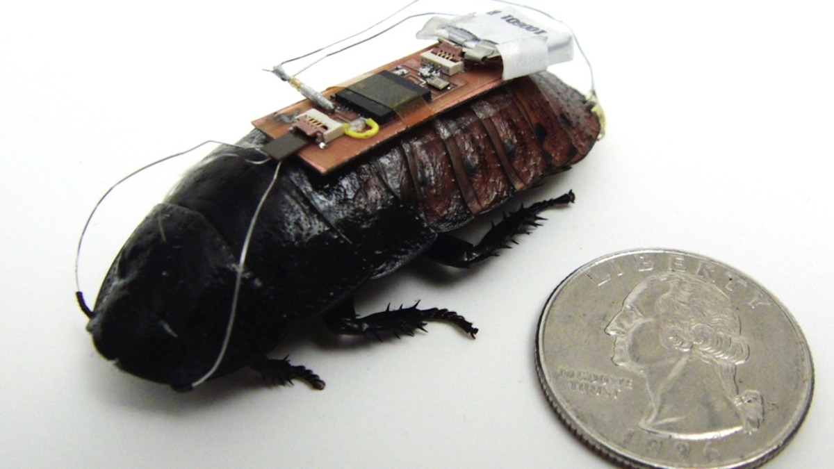 Could Cyborg Cockroaches Save Your Life? | National Geographic