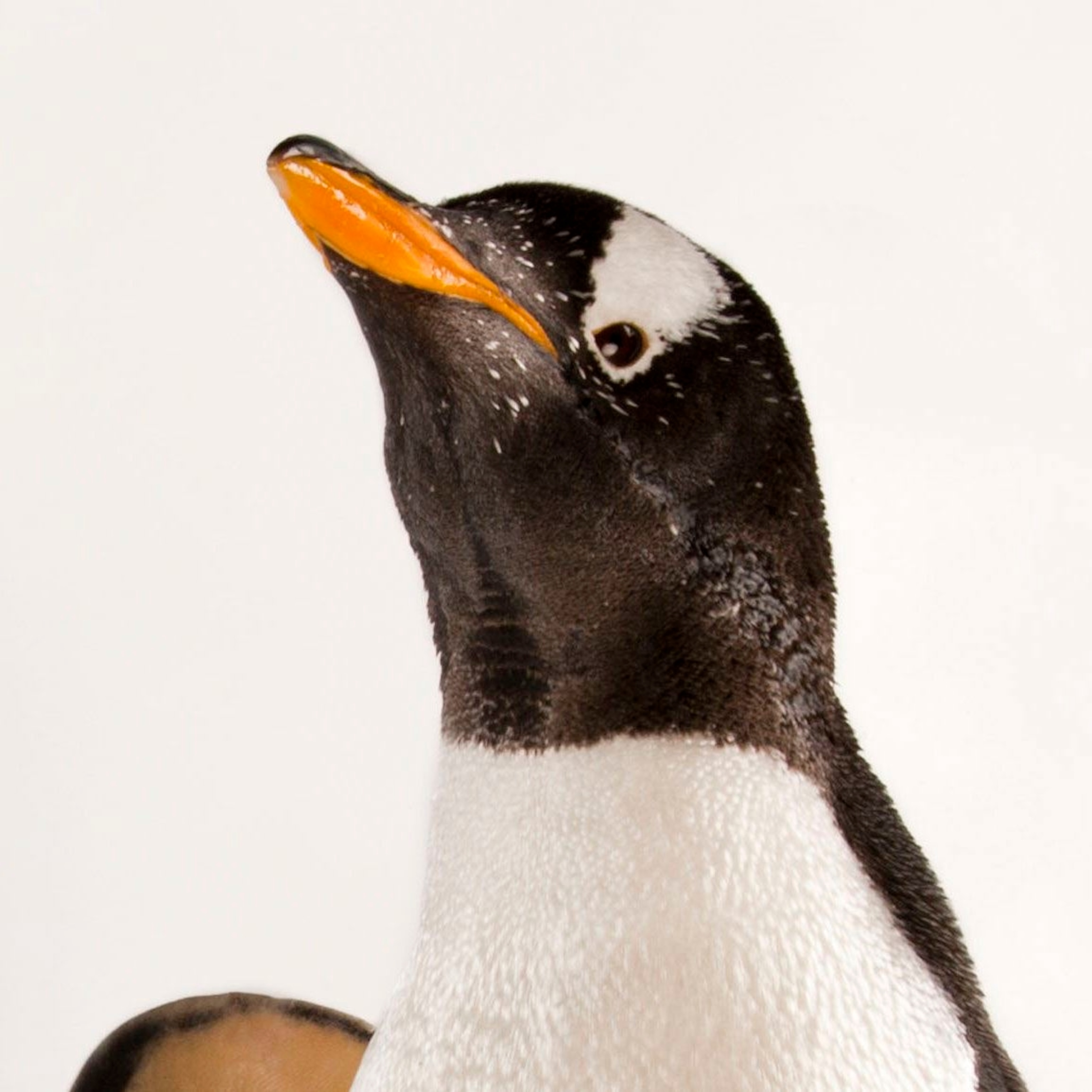 Socially Awkward Awesome Penguin Template