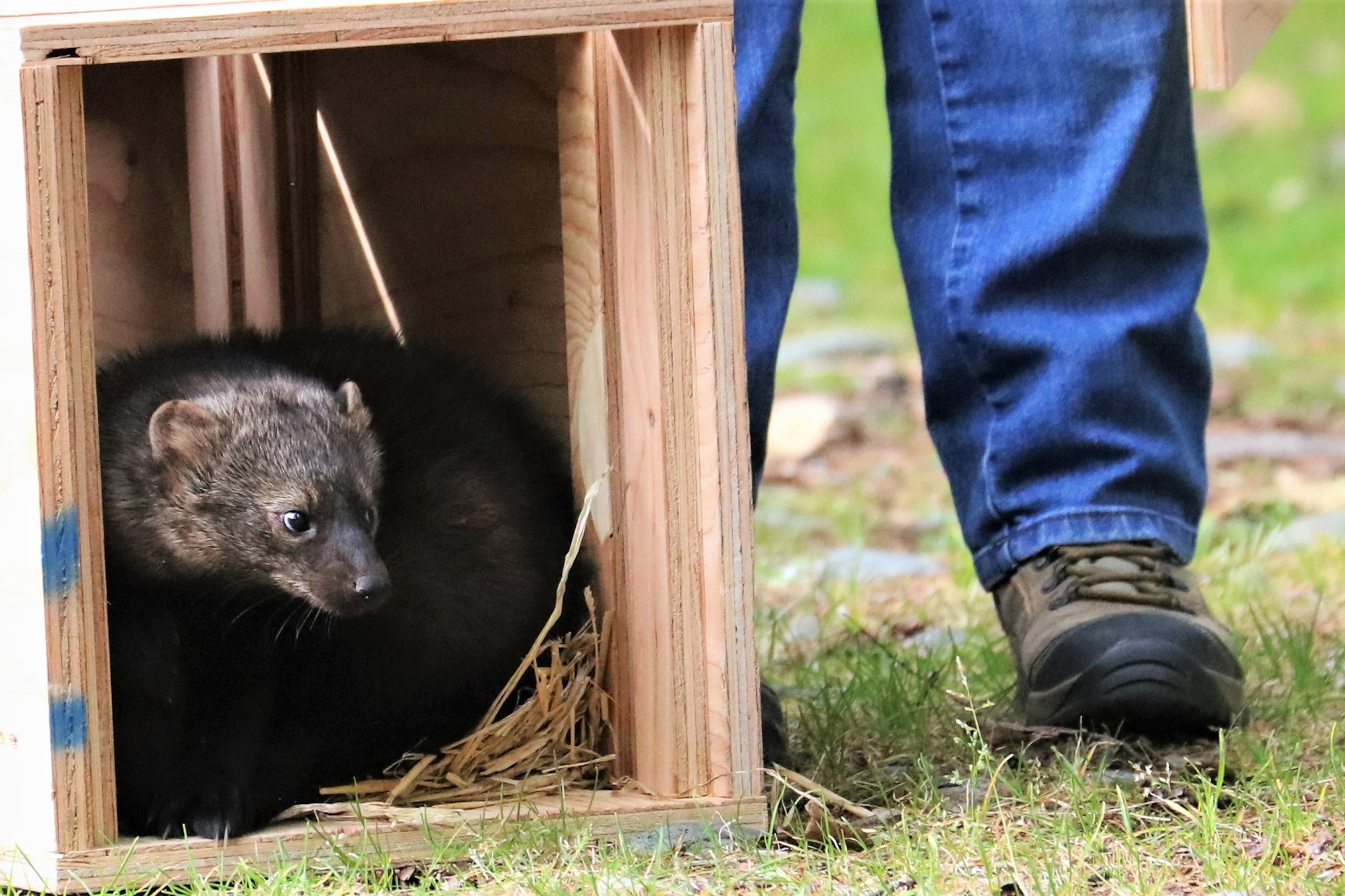 Return of weasel-like fishers finally gives Washington State all its ...
