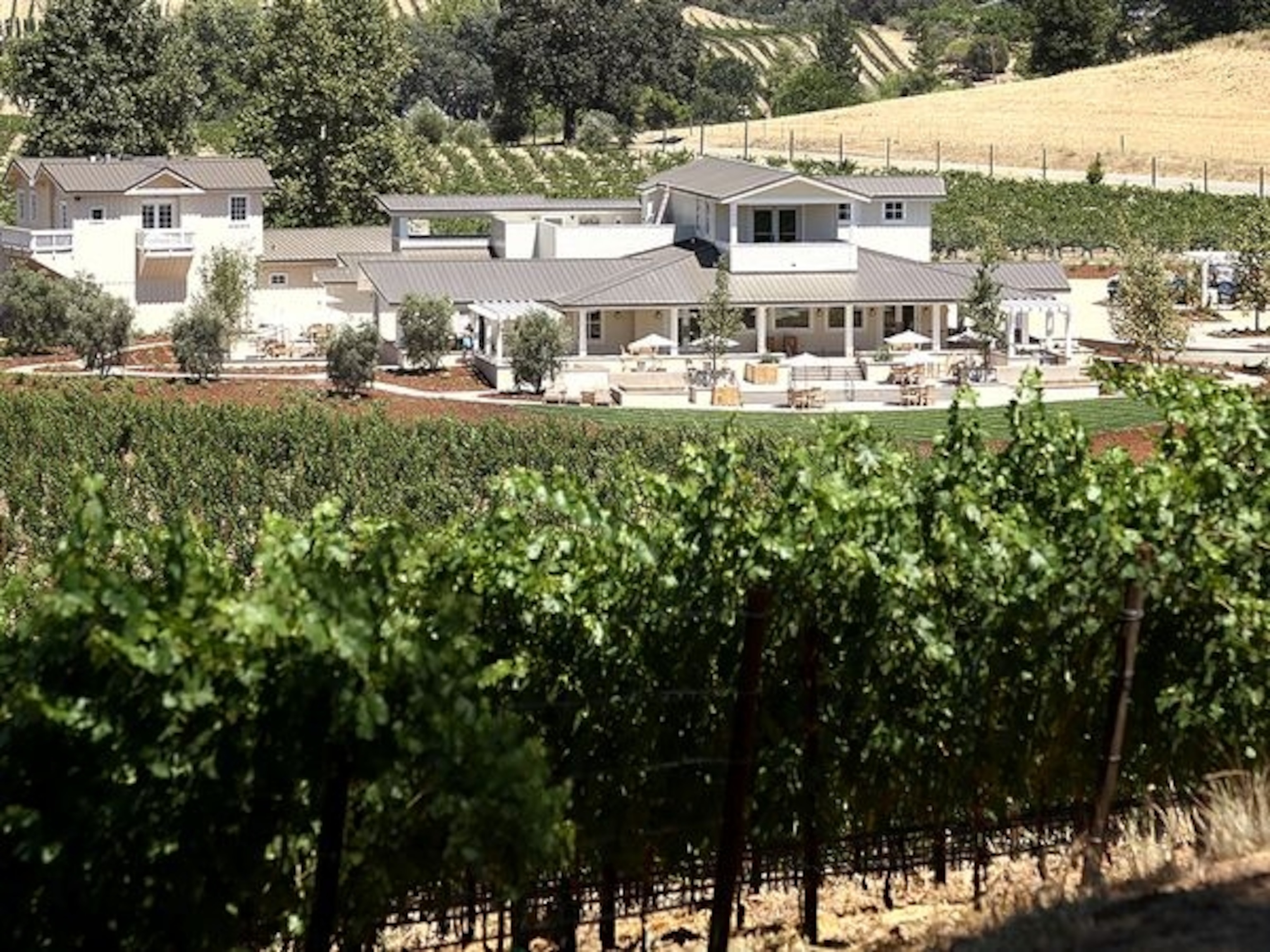 Spring Vineyards -- National Geographic