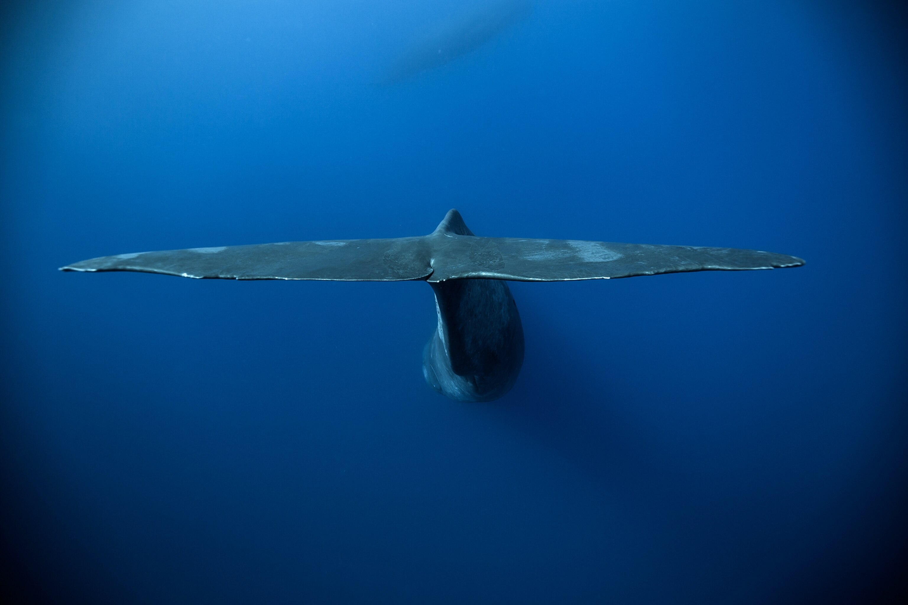 Photo Shows How Sperm Whales Sleep