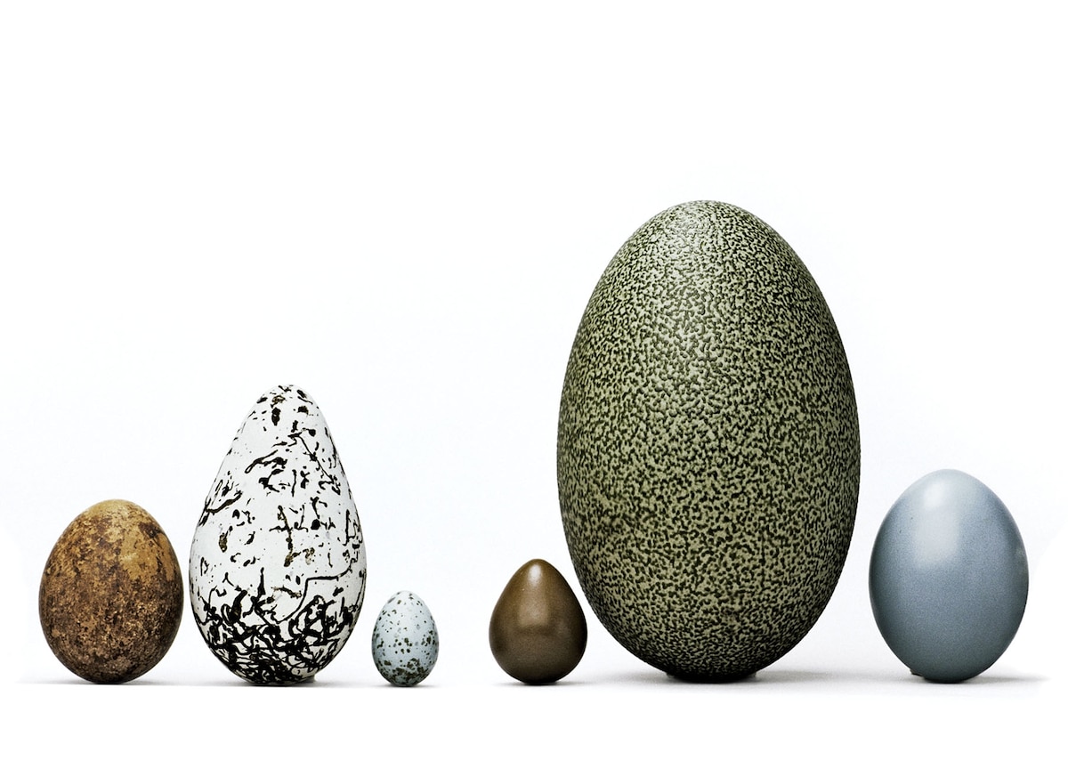 Why Do Penguins Lay Asymmetrical Eggs?