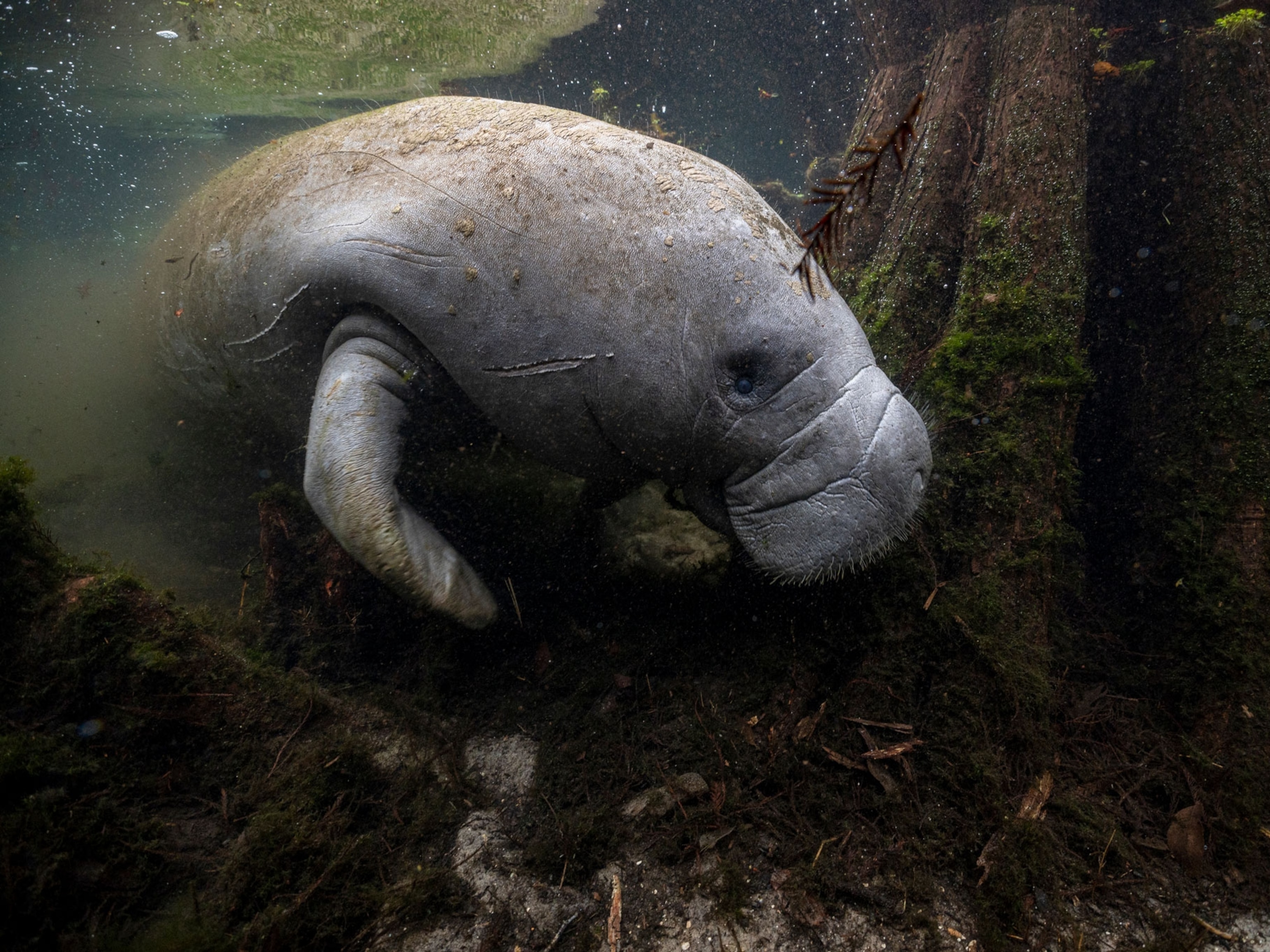 Florida by Water: Meet Wild Manatees -- National Geographic