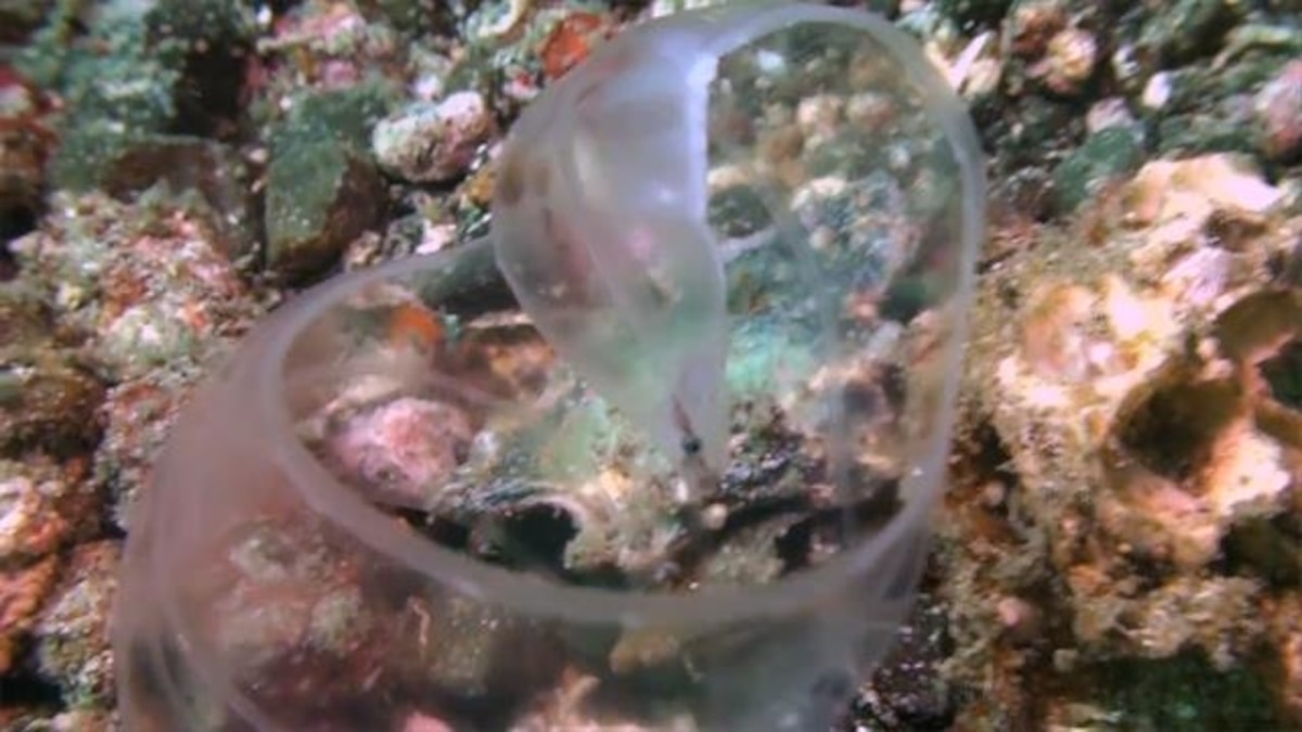 5 Animals That You Can See Right Through | National Geographic