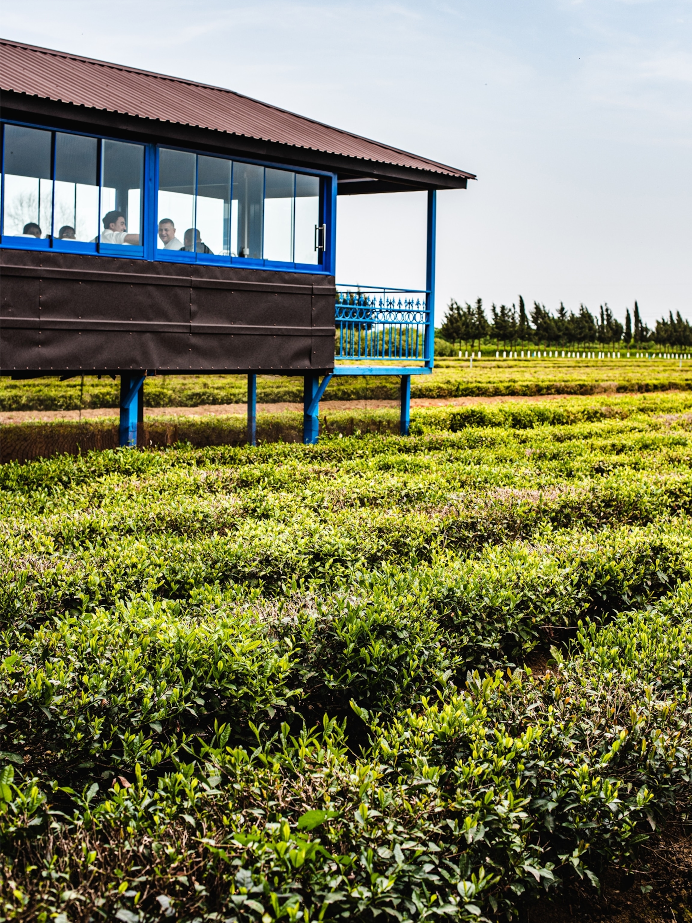 Tea Plantation