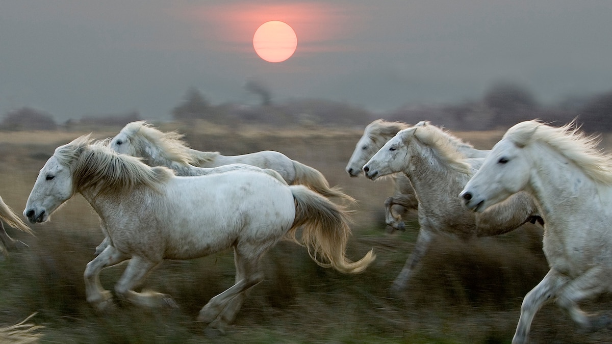 The Running Of The Horses