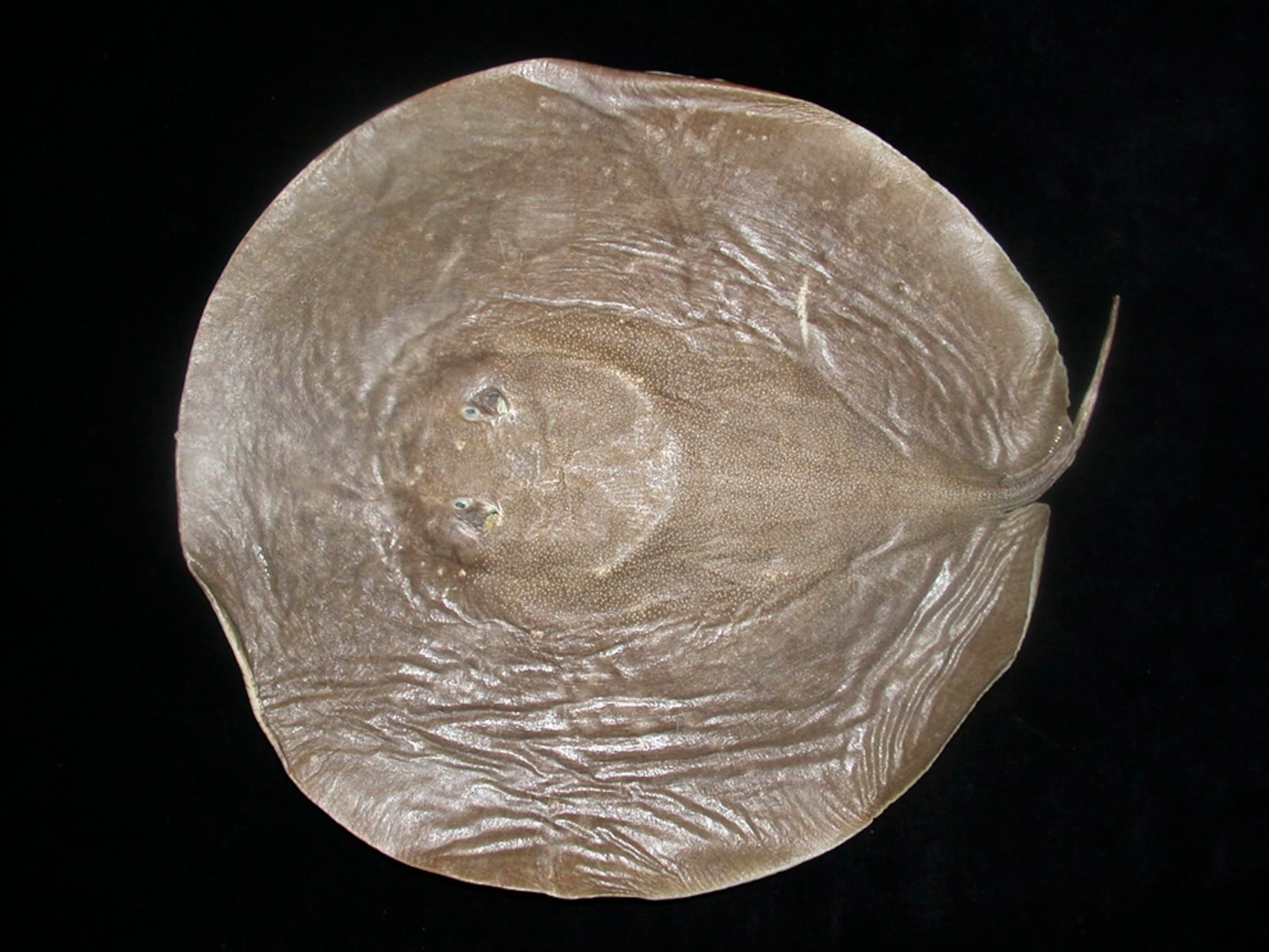 Pictures: Odd Stingless Stingrays Discovered in Amazon