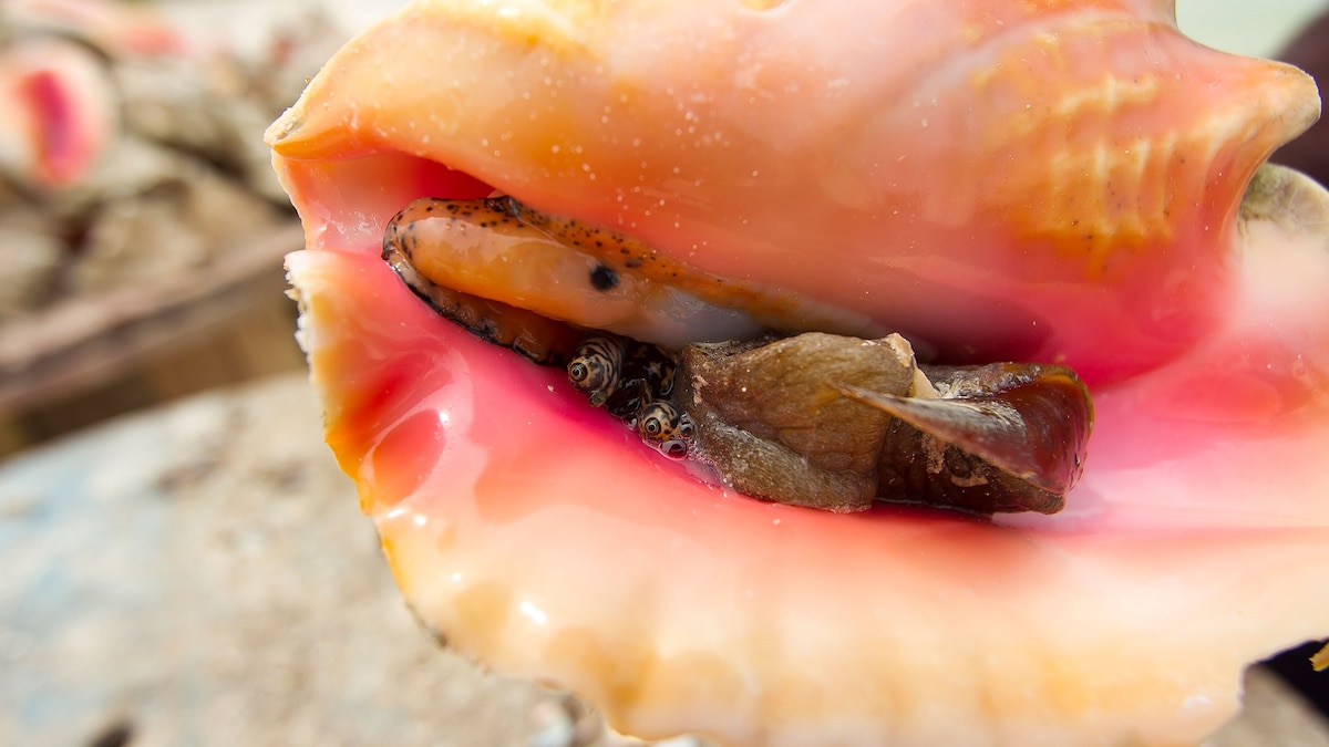 Overfishing is threatening queen conchs in the Bahamas | National ...